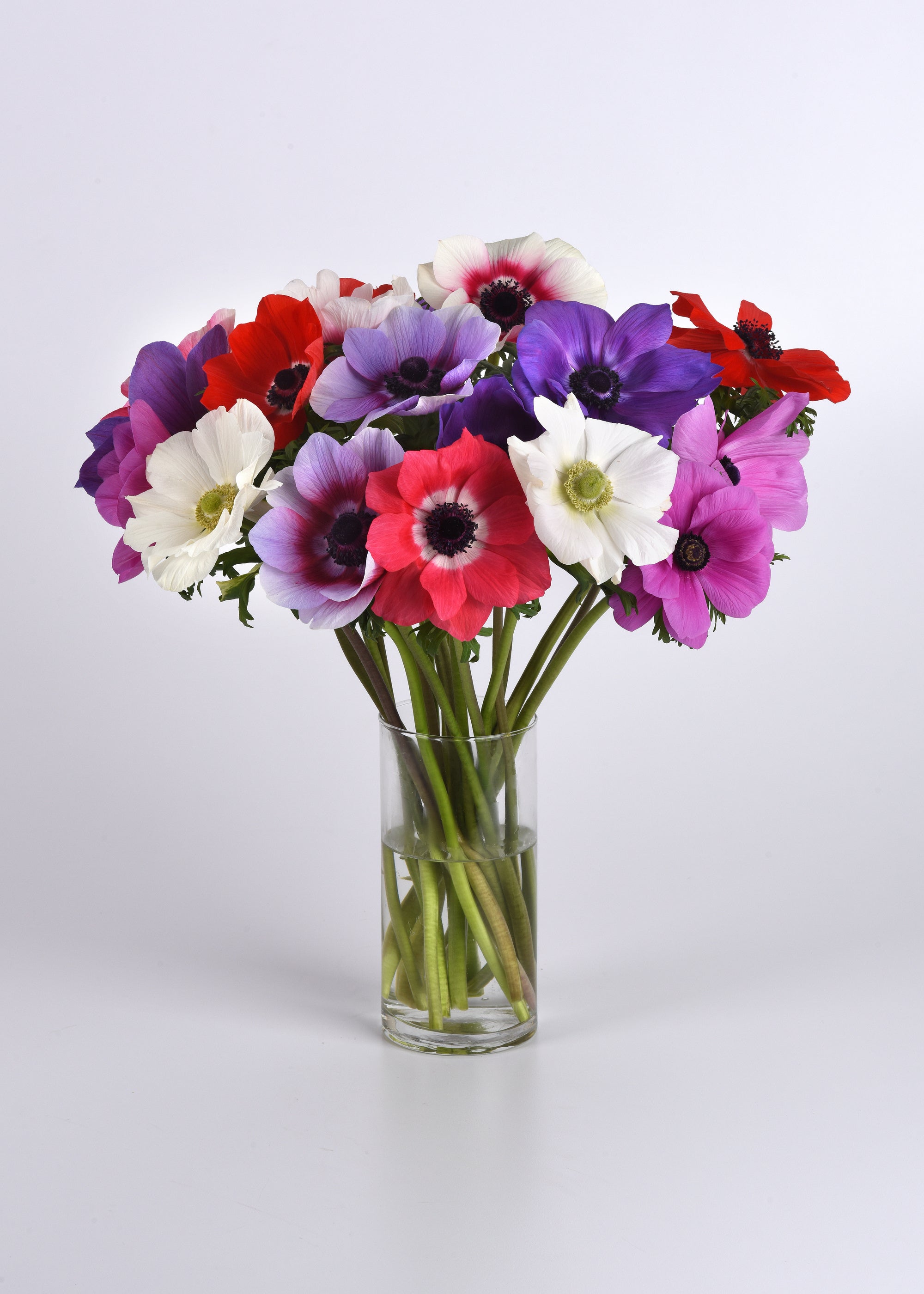 Anemone Mona Lisa Mixture – Vis Seed