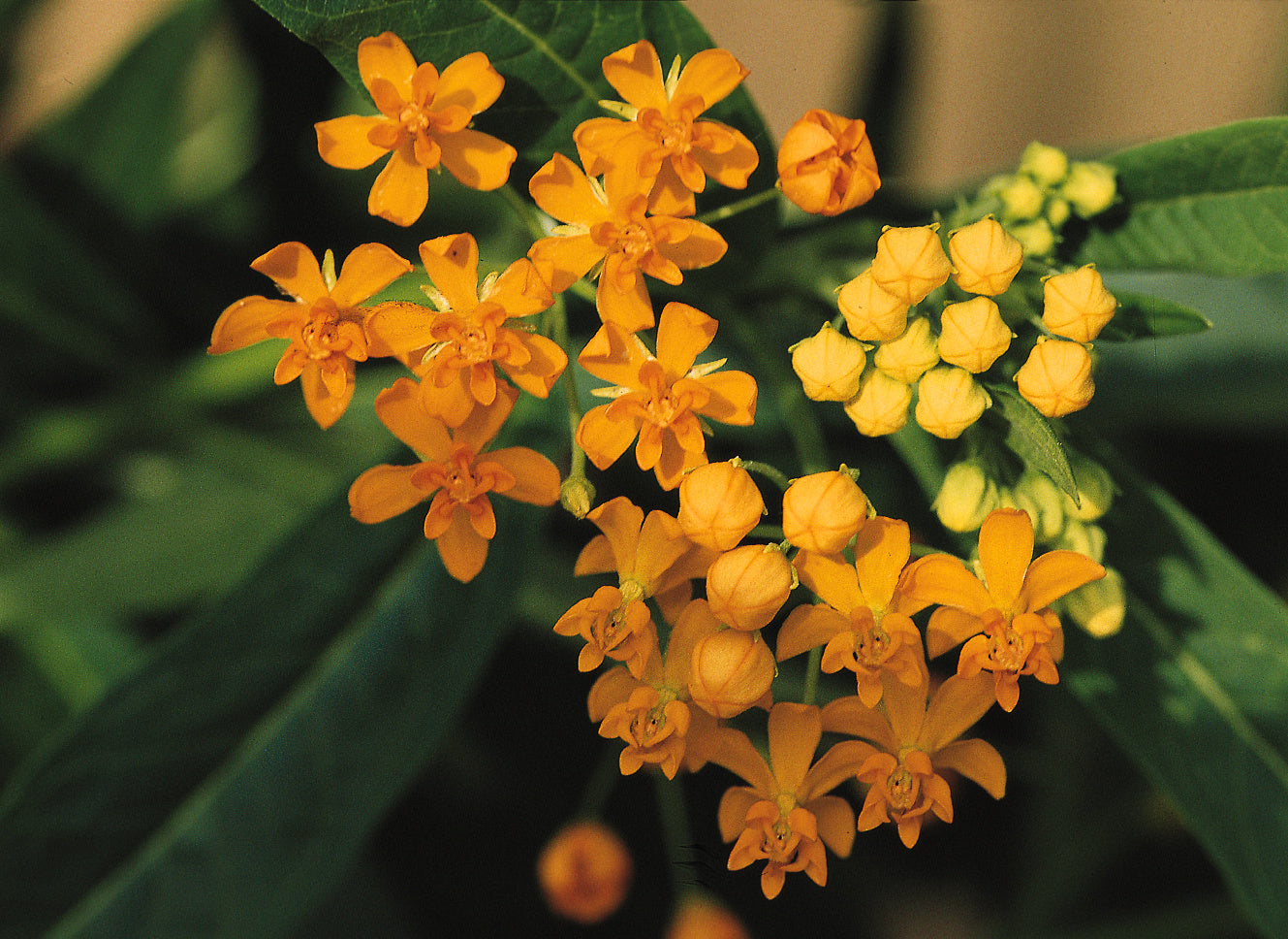 Asclepias Silky Gold – Vis Seed