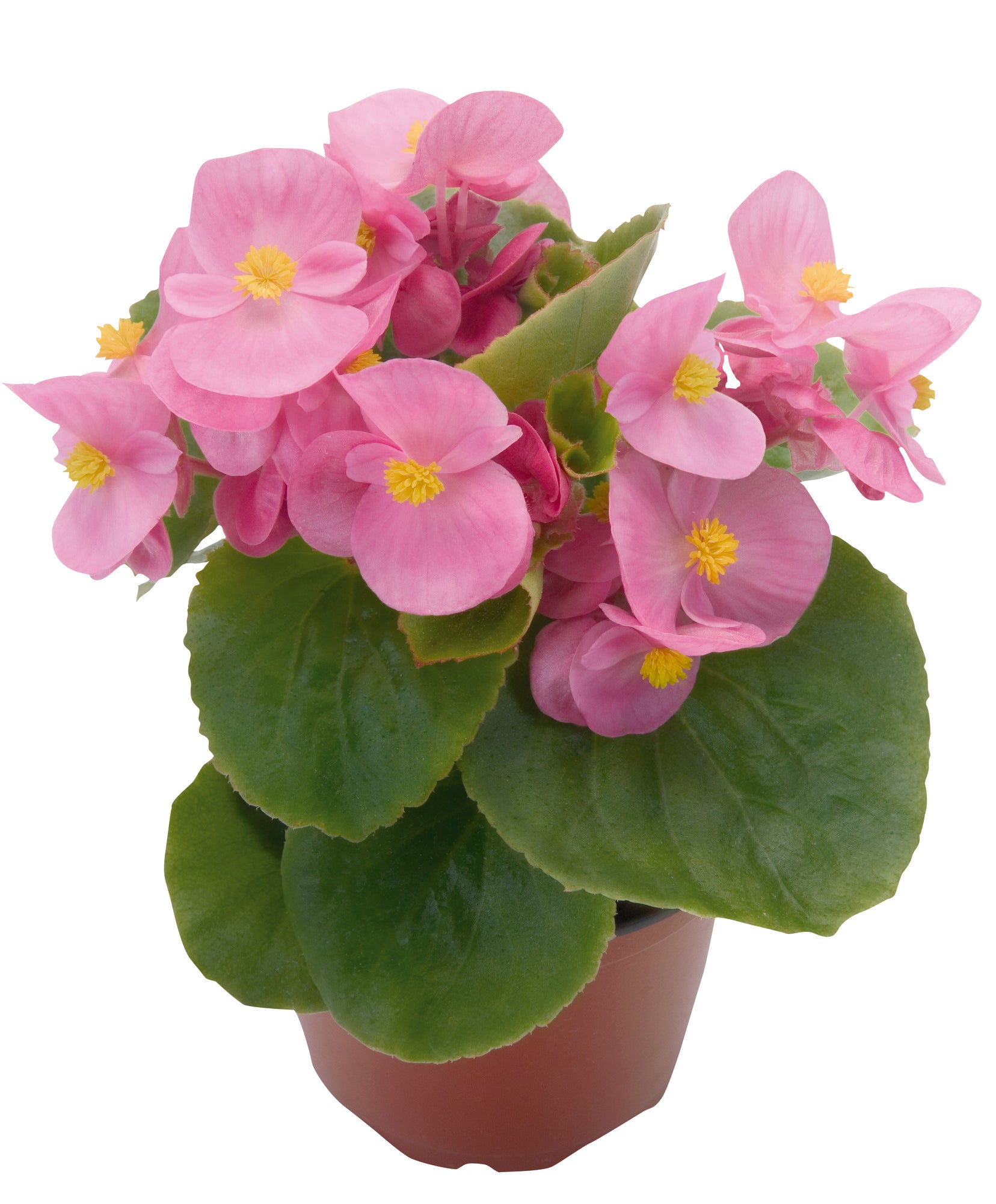 Begonia Super Olympia Pink PLT – Vis Seed