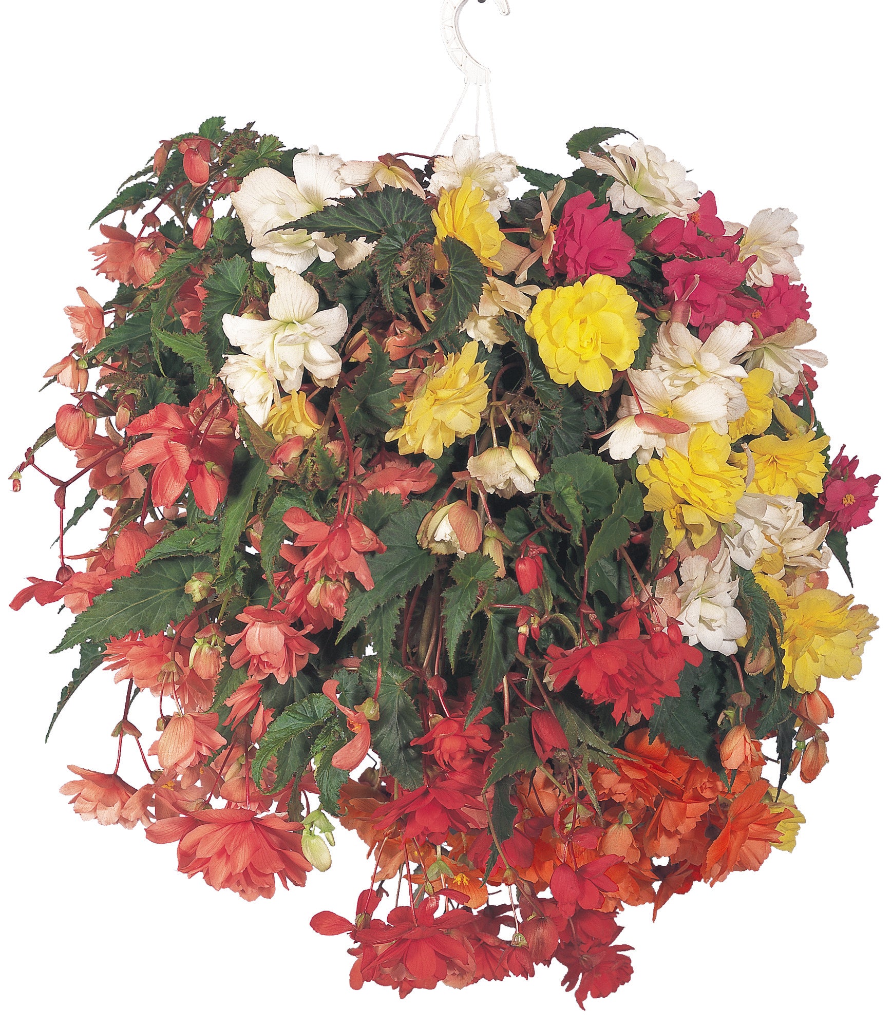 Begonia Illumination Mix PLT – Vis Seed