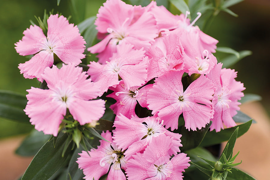 Dianthus Chiba Pink – Vis Seed