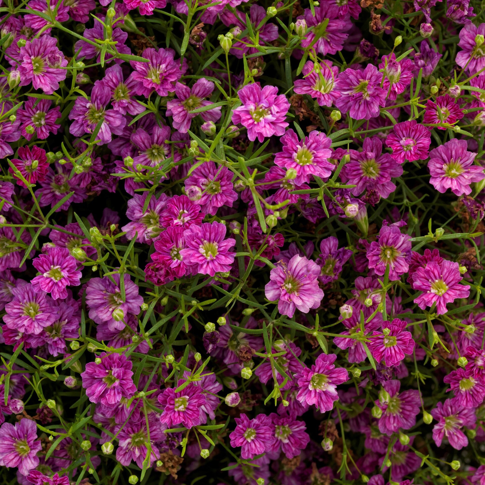 Gypsophila Gypsy Deep Rose PLT – Vis Seed