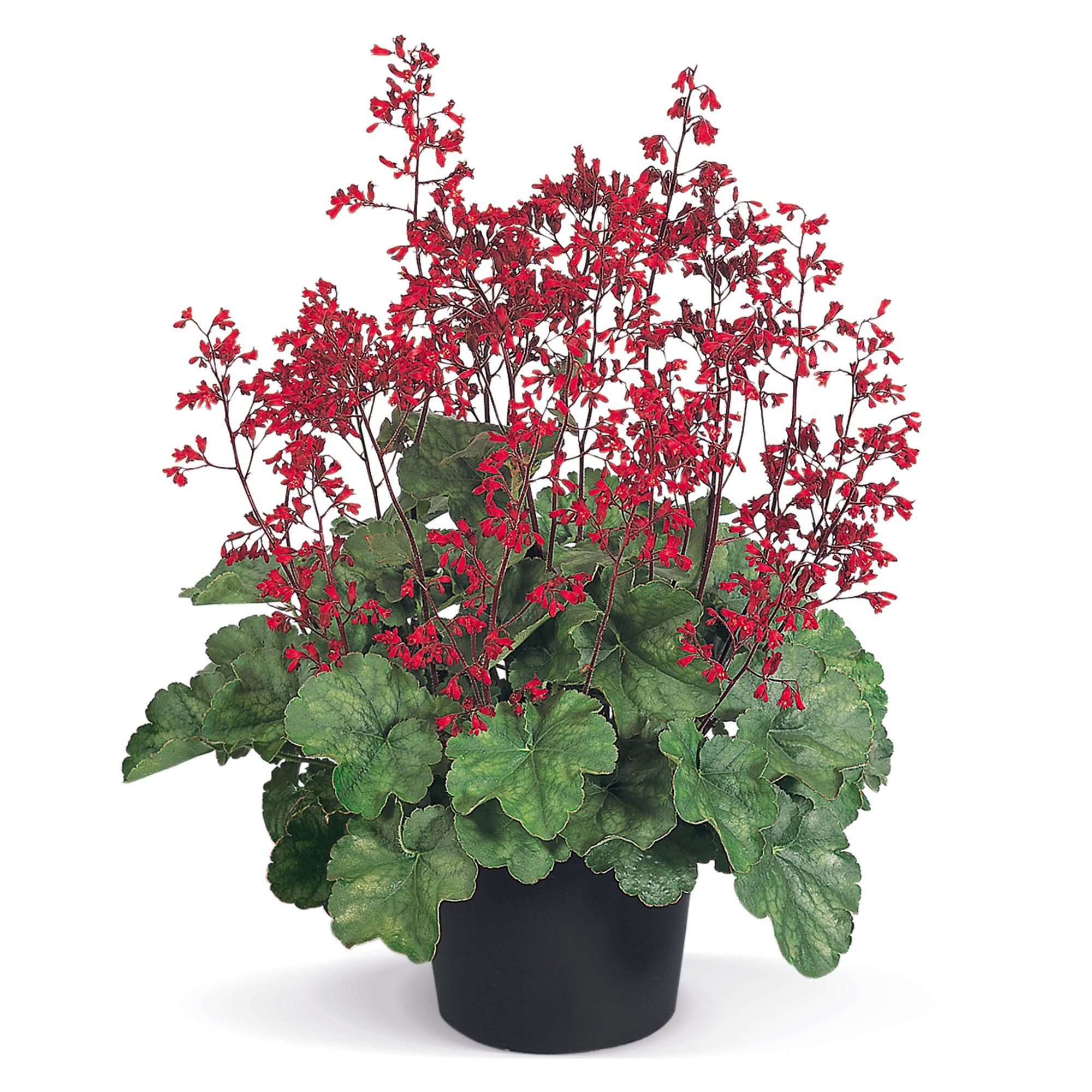 Heuchera Ruby Bells – Vis Seed