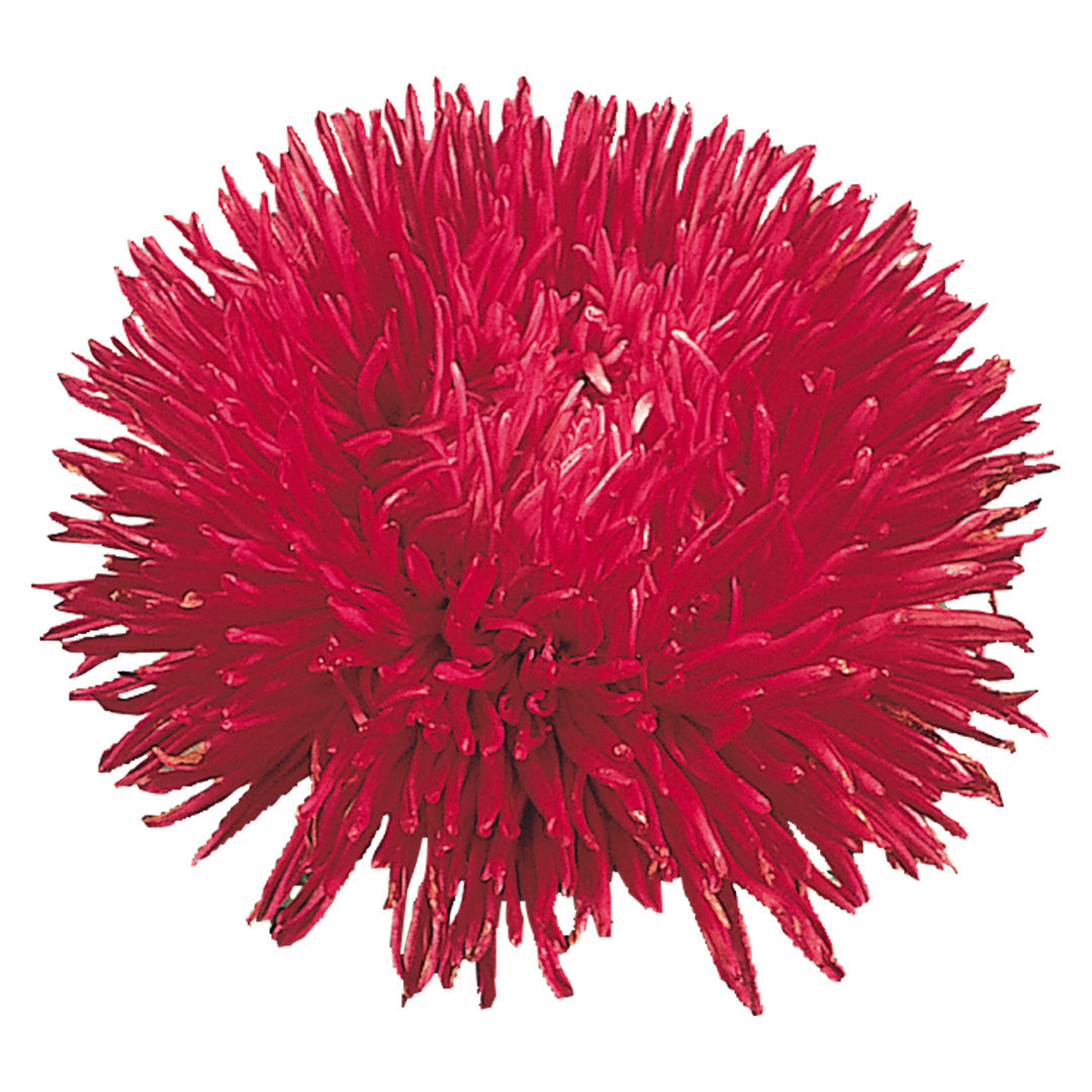 Aster Gala Burgundy – Vis Seed
