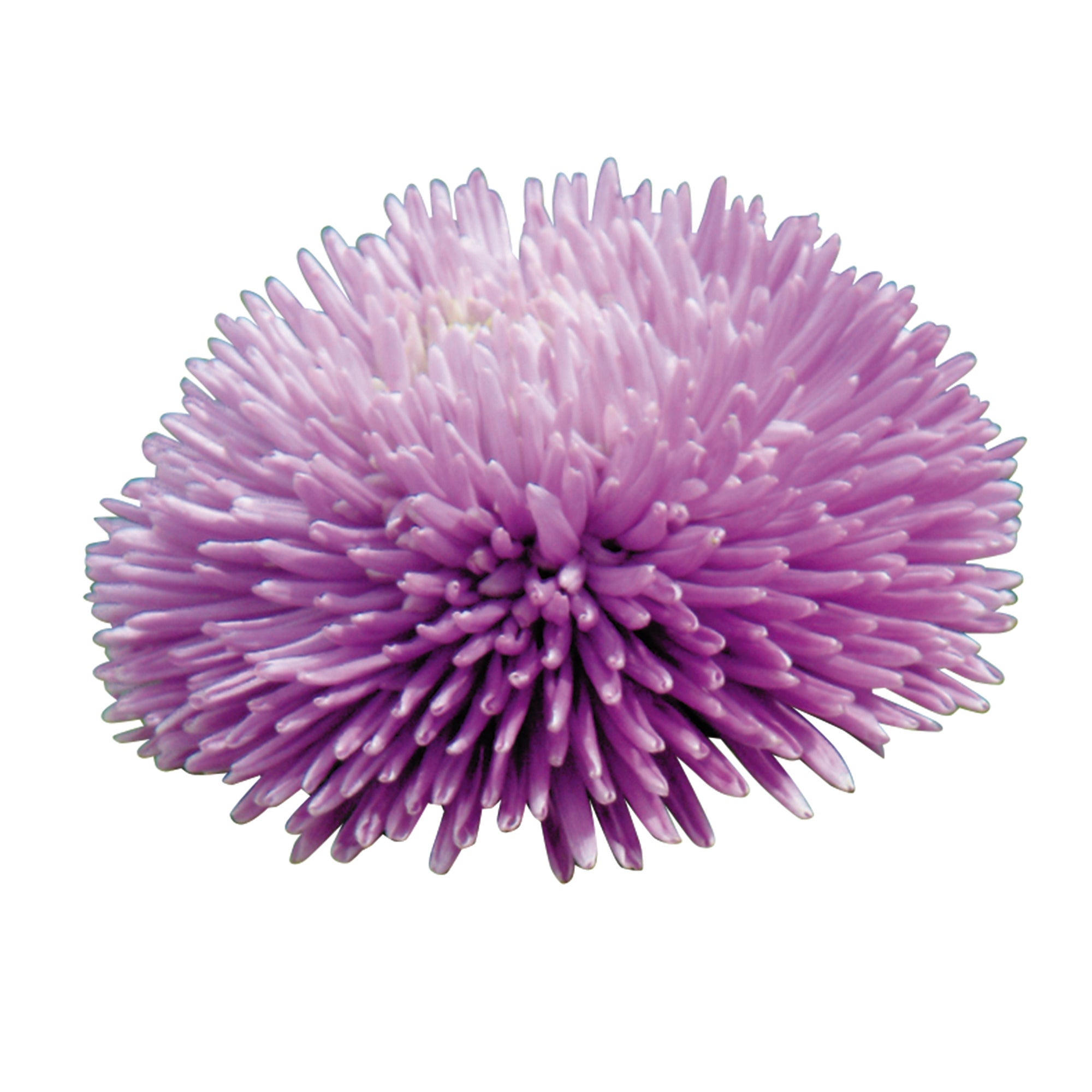 Aster Gala Lavender – Vis Seed