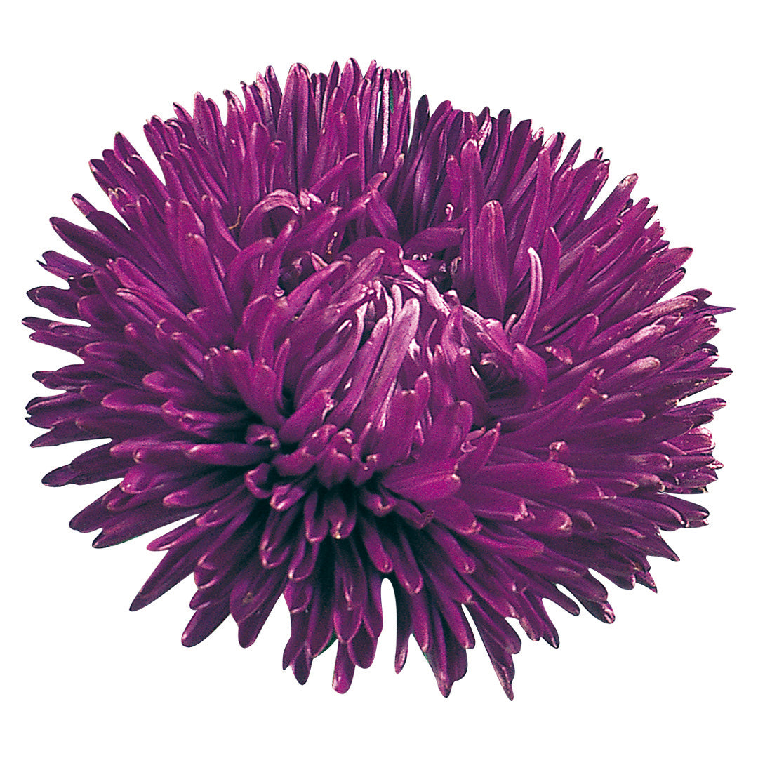 Aster Gala Purple – Vis Seed