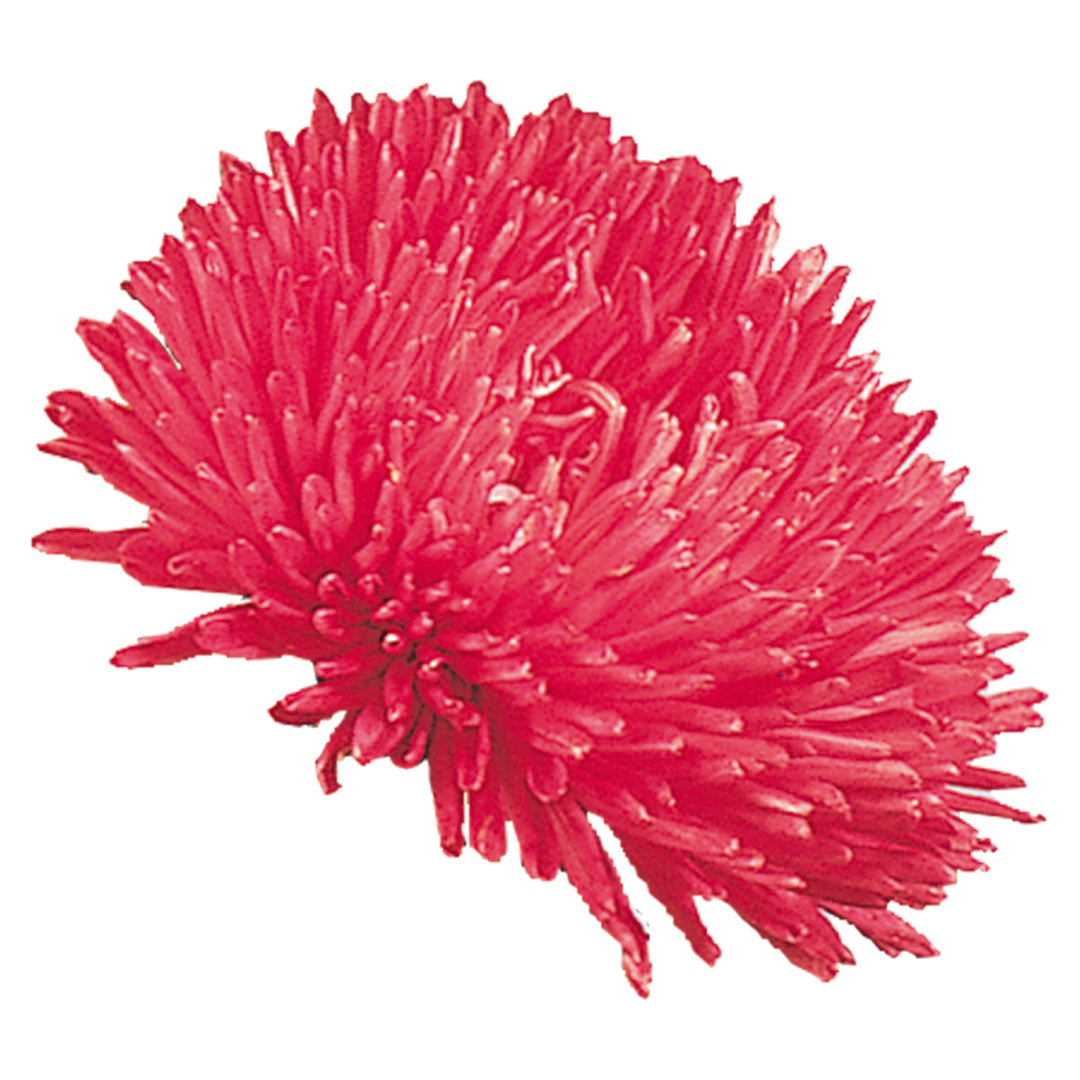 Aster Gala Scarlet – Vis Seed