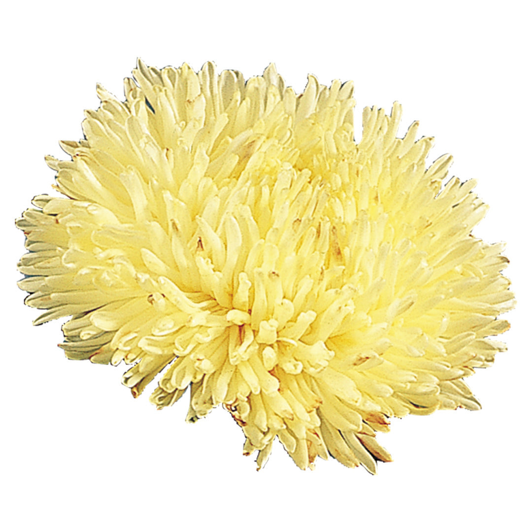 Aster Gala Yellow – Vis Seed