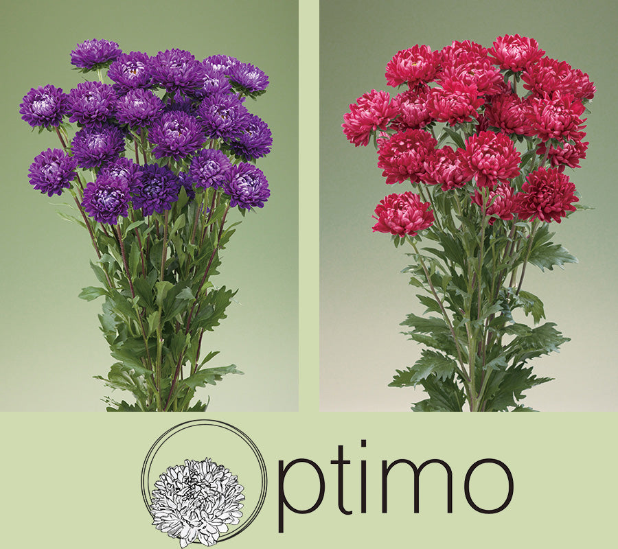 Aster Optimo Red – Vis Seed