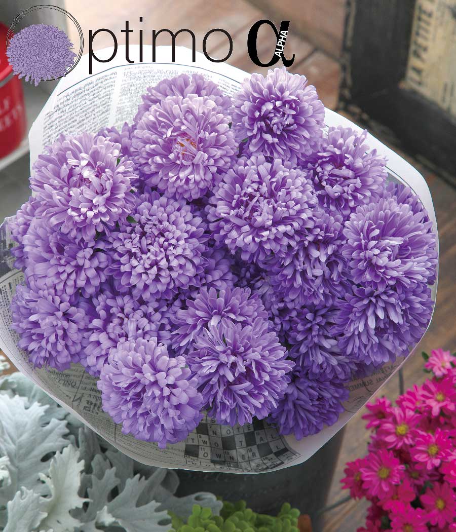 Aster Optimo Alpha Light Blue – Vis Seed