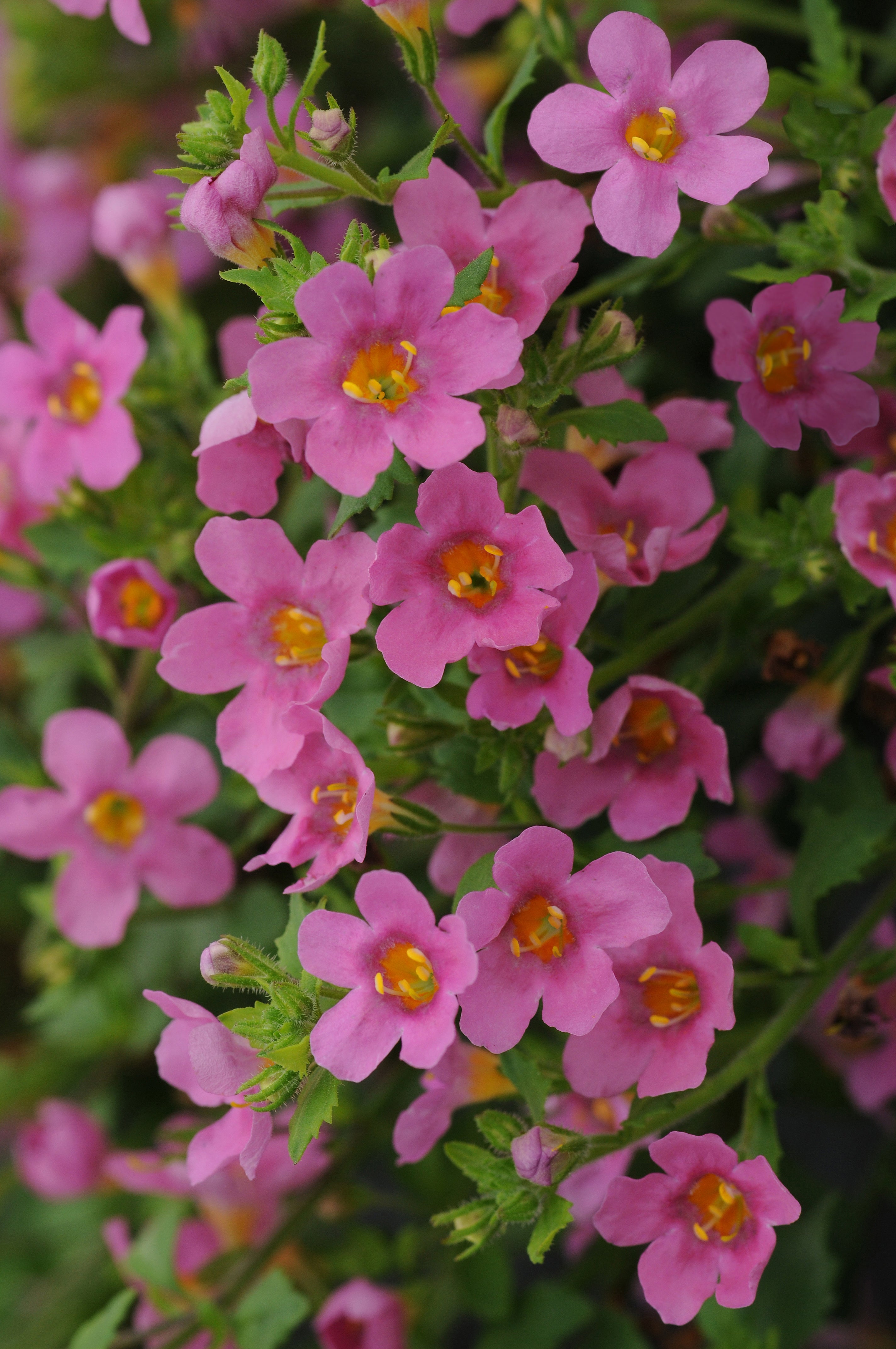 Bacopa Pinktopia MPLT – Vis Seed