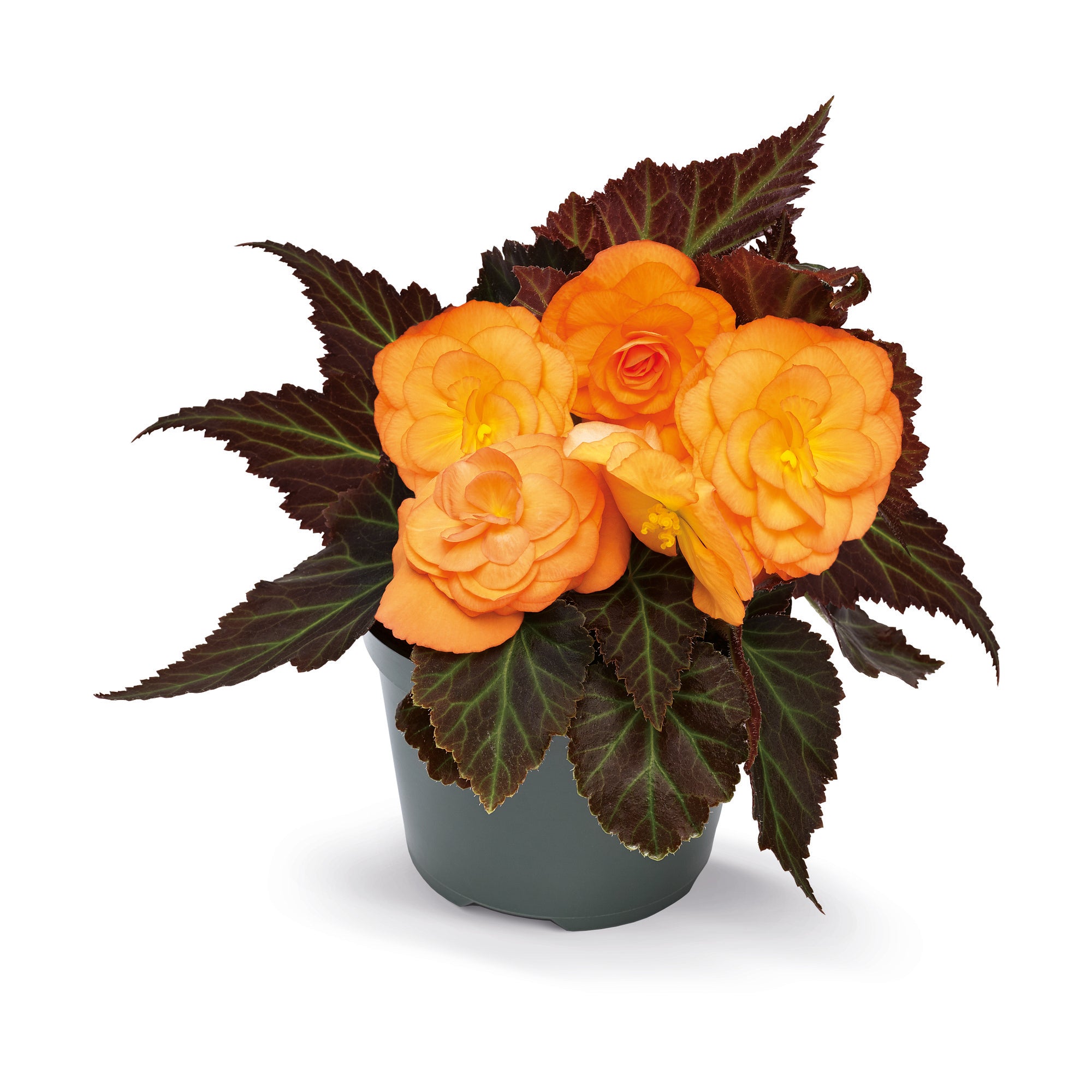 Begonia Nonstop Mocca Bright Orange PLT – Vis Seed