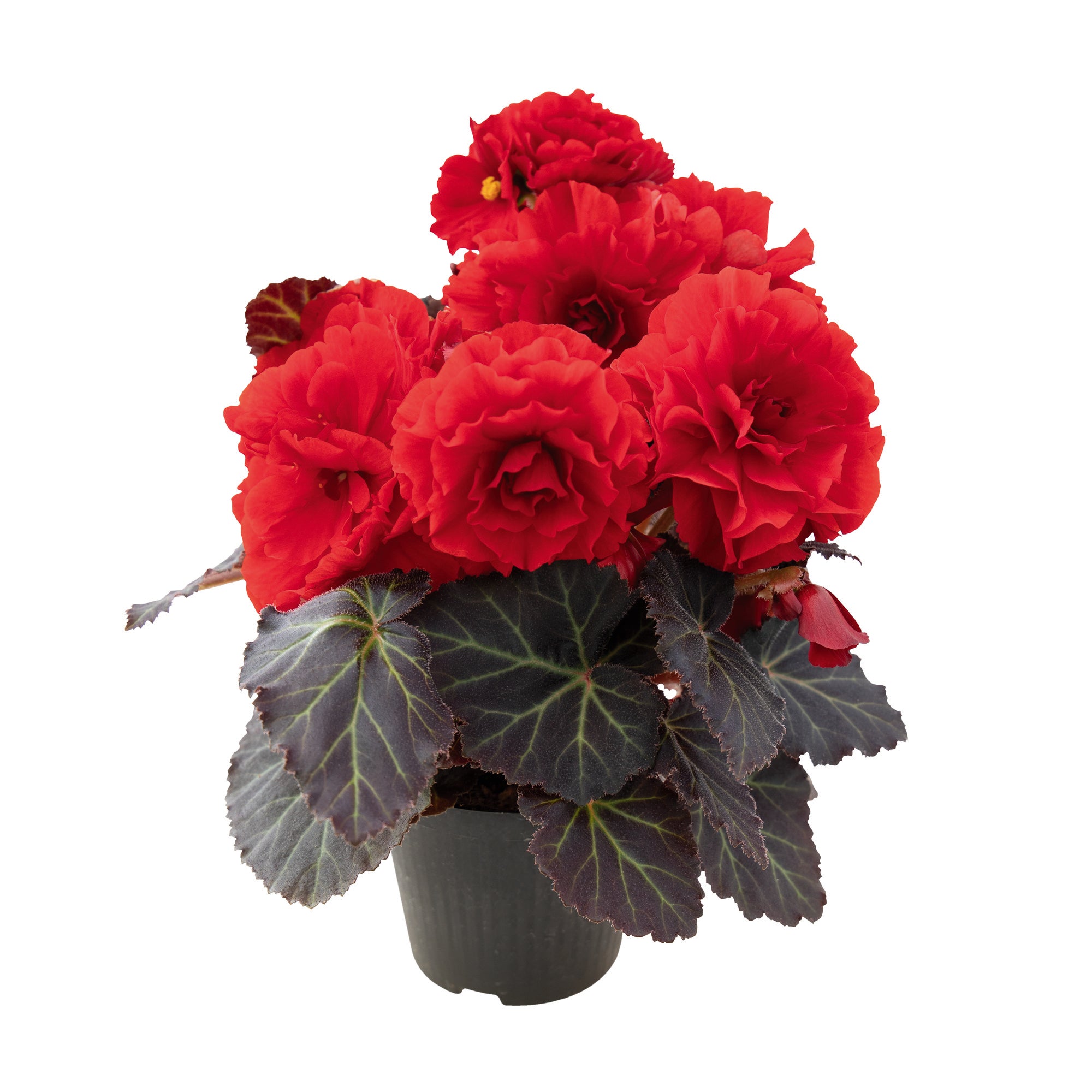 Begonia Nonstop Mocca Deep Red PLT – Vis Seed