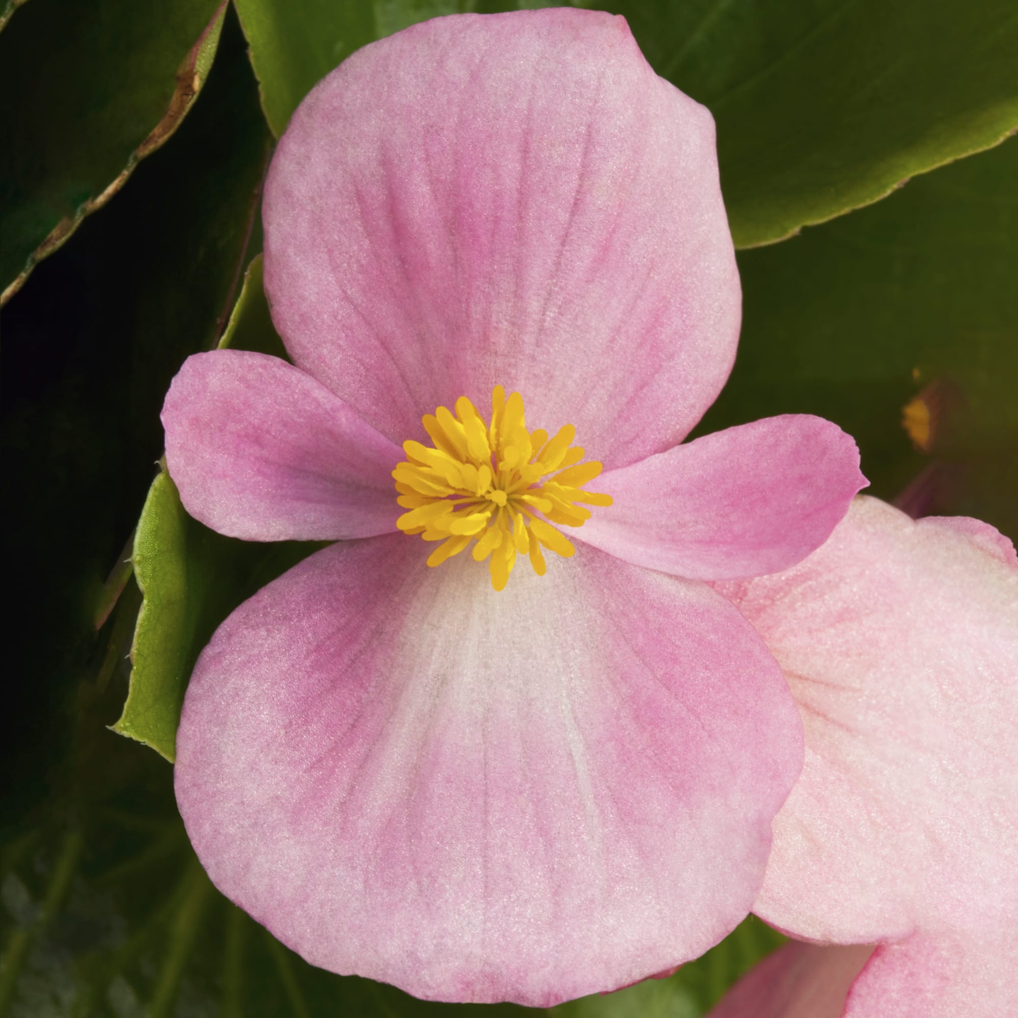 Begonia Bada Bing Pink PLT – Vis Seed