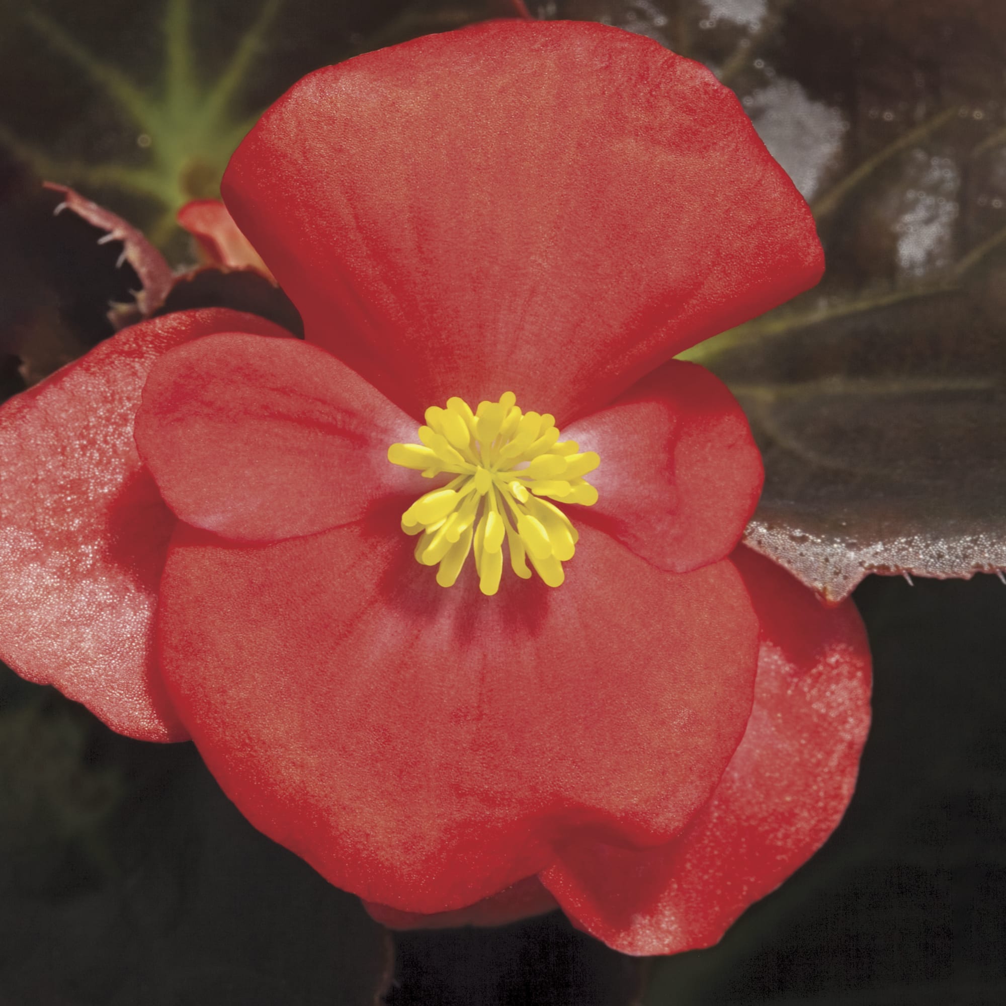 Begonia Bada Boom Scarlet PLT. – Vis Seed