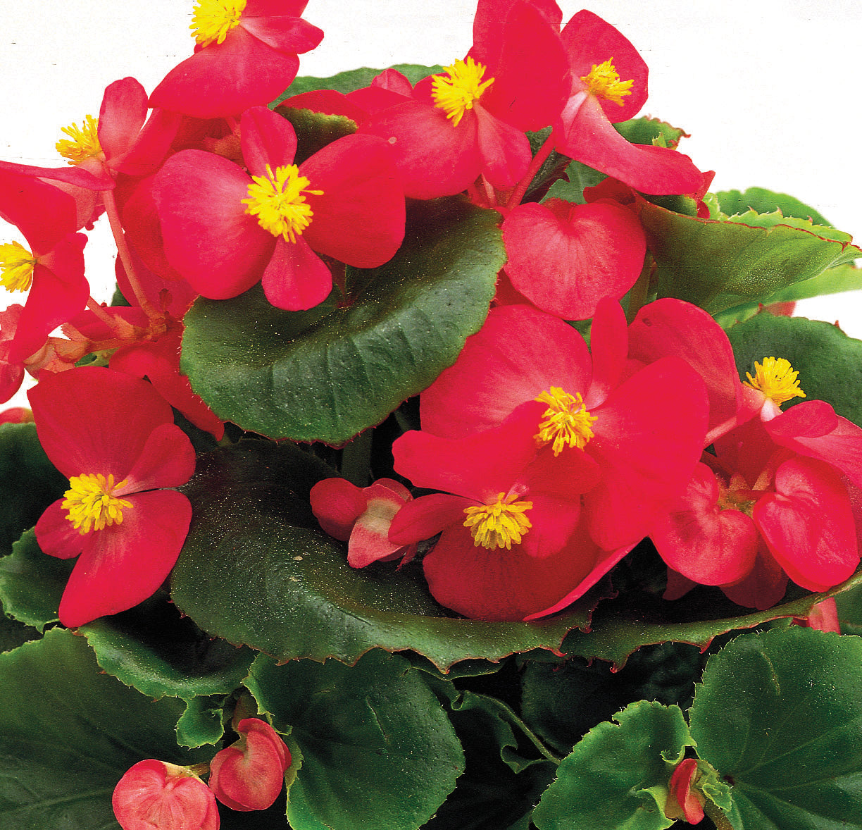 Begonia Ambassador Scarlet PLT – Vis Seed