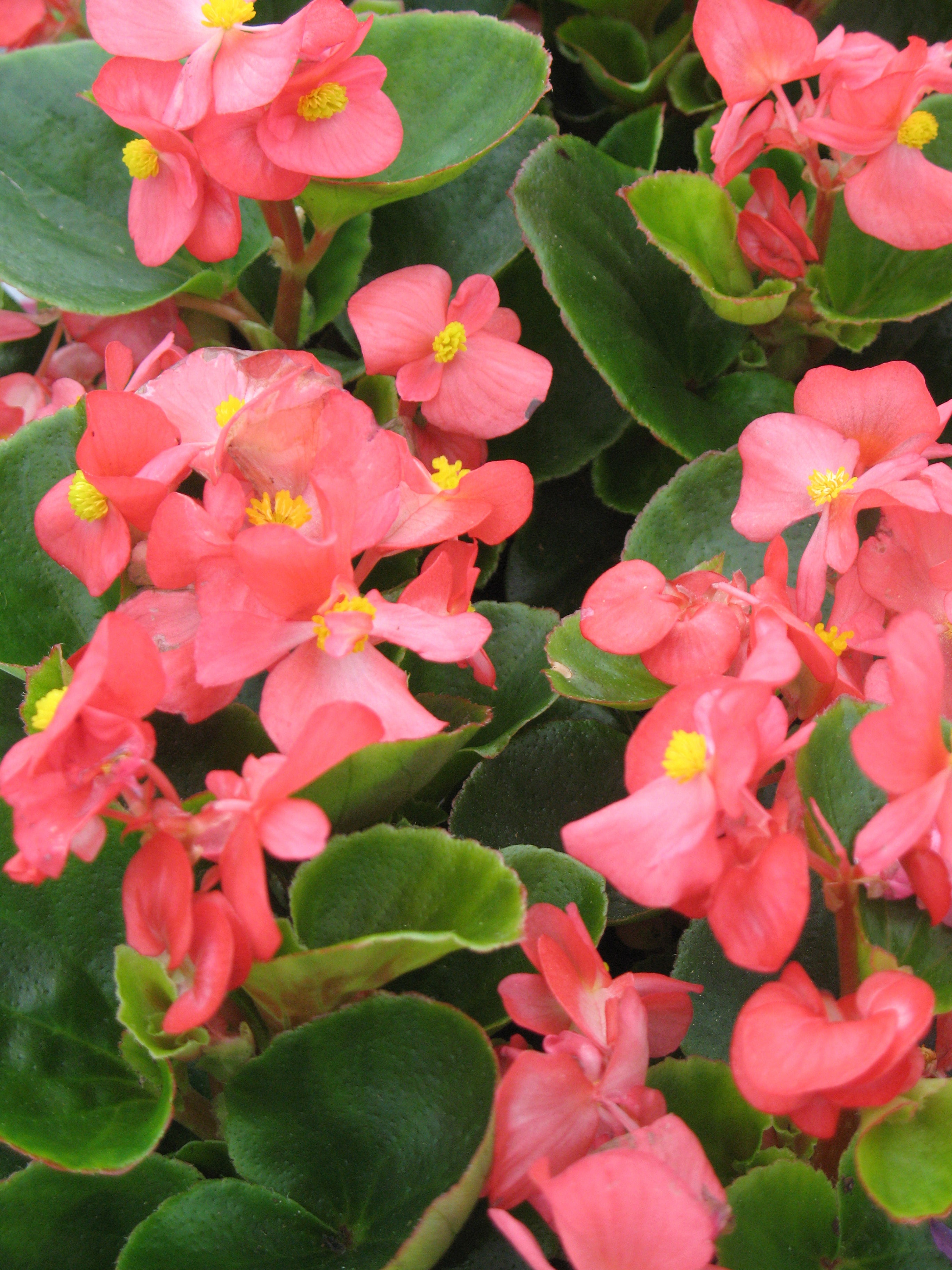 Begonia Ambassador Rose Blush PLT – Vis Seed