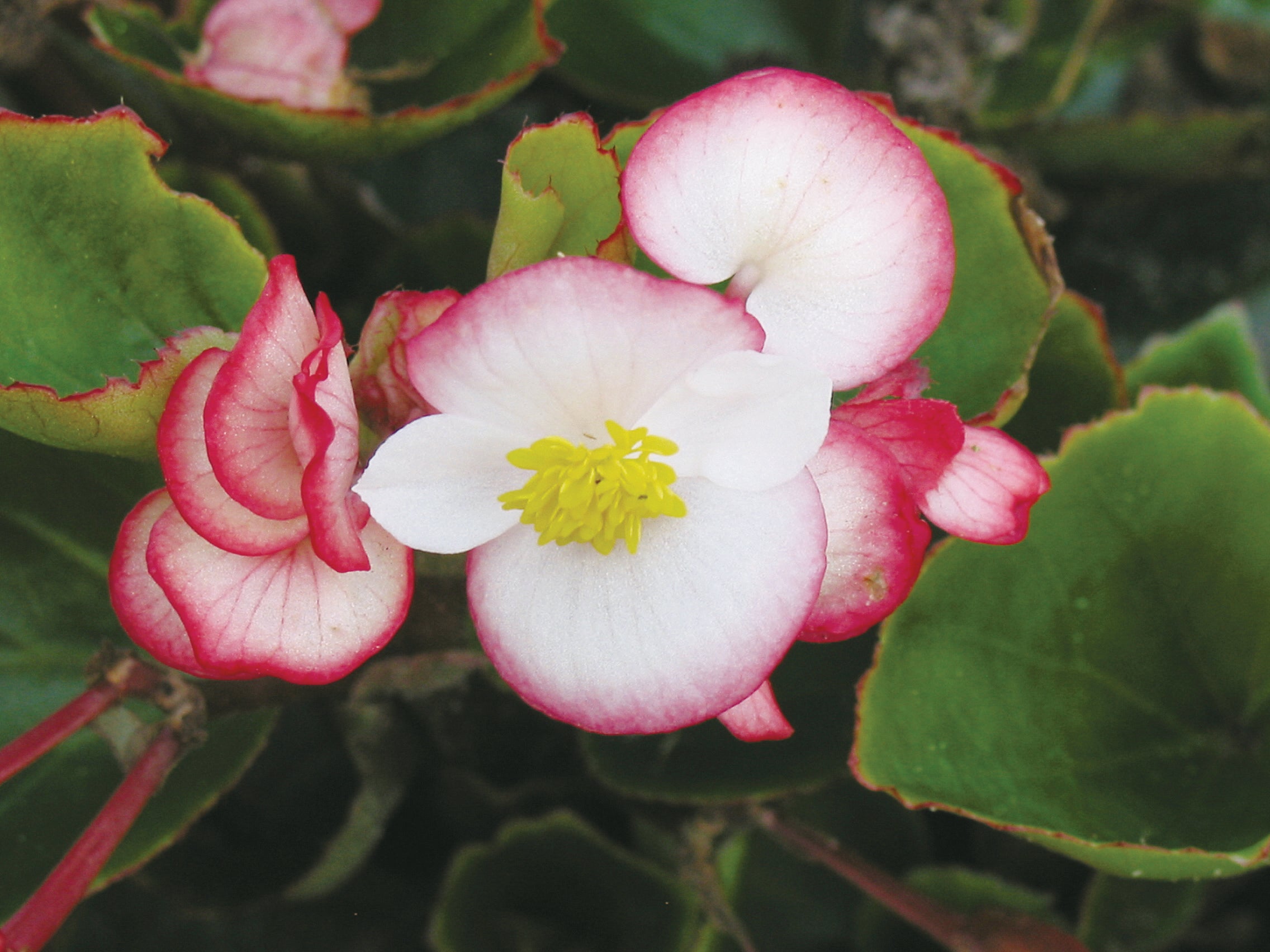 Begonia Ambassador Bicolor PLT – Vis Seed
