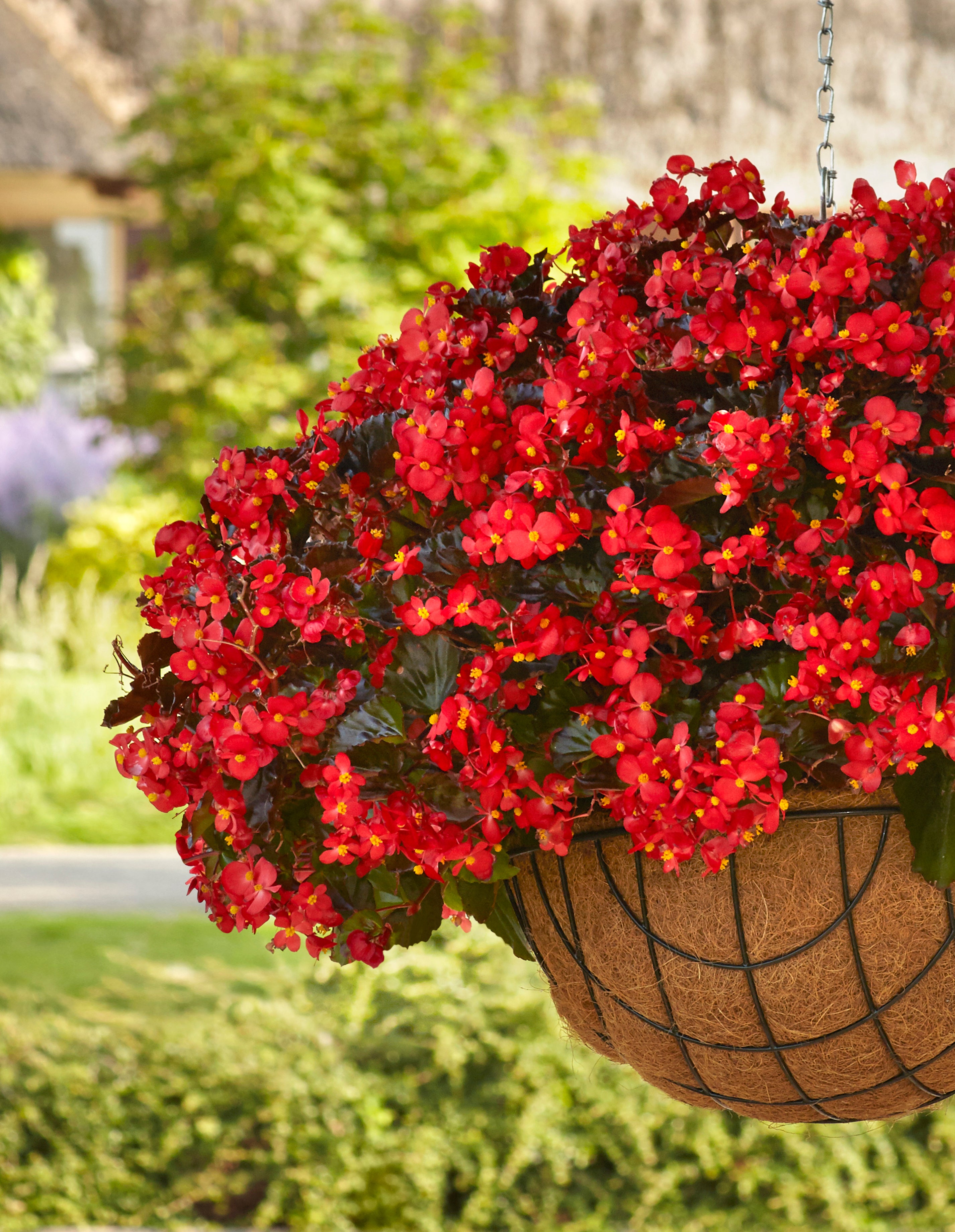 Begonia Hula Red PLT – Vis Seed