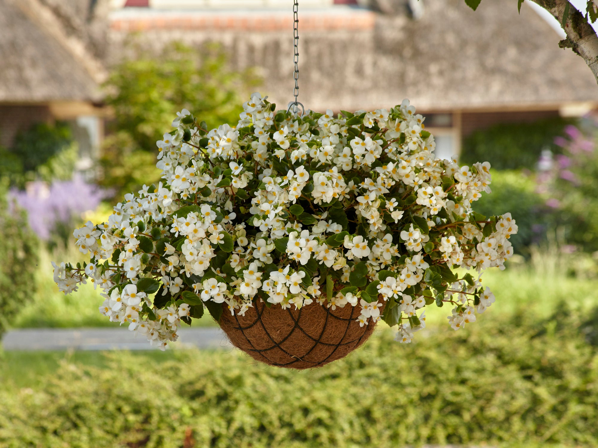 Begonia Hula Red & White Mix PLT – Vis Seed