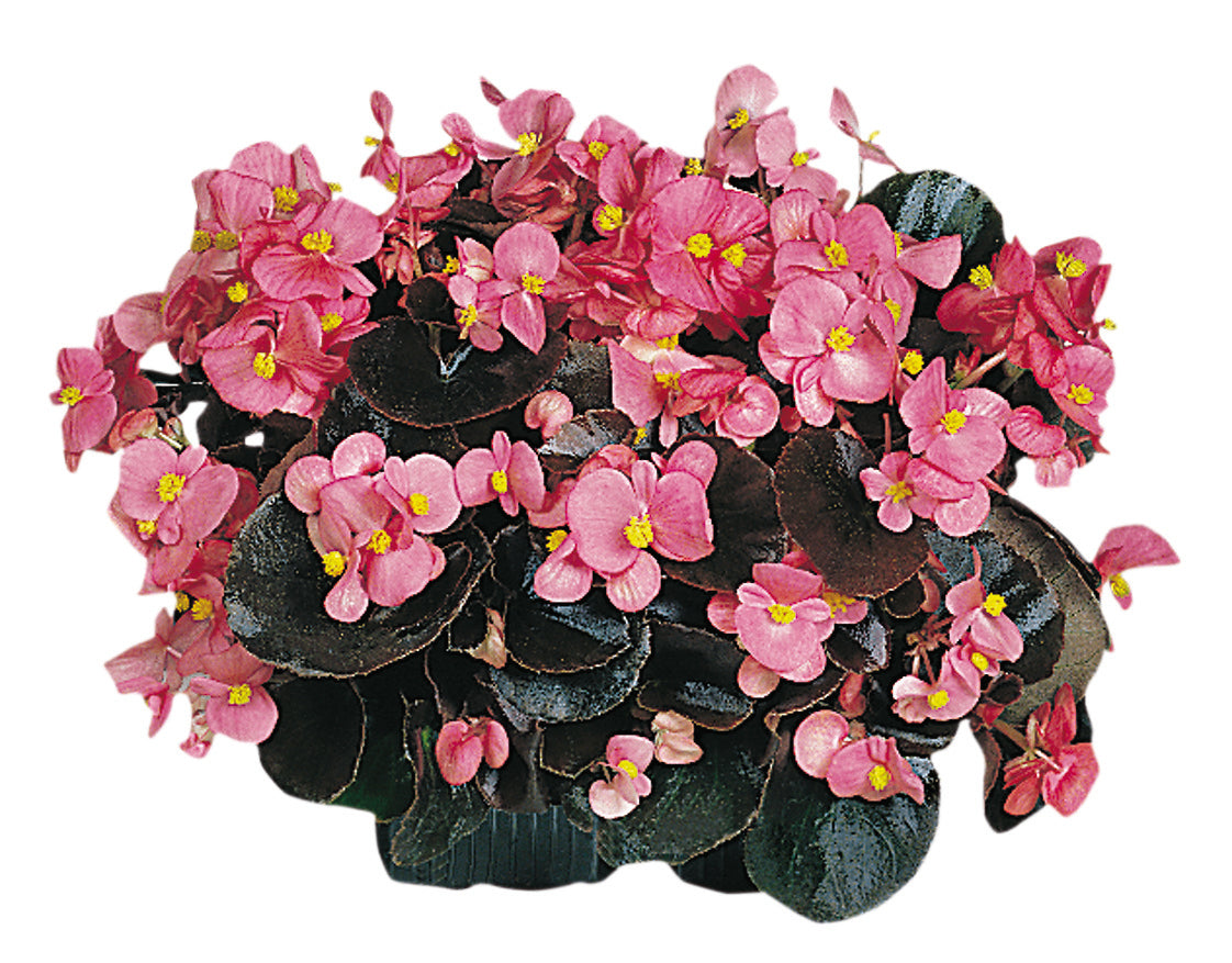 Begonia Cocktail Gin PLT – Vis Seed