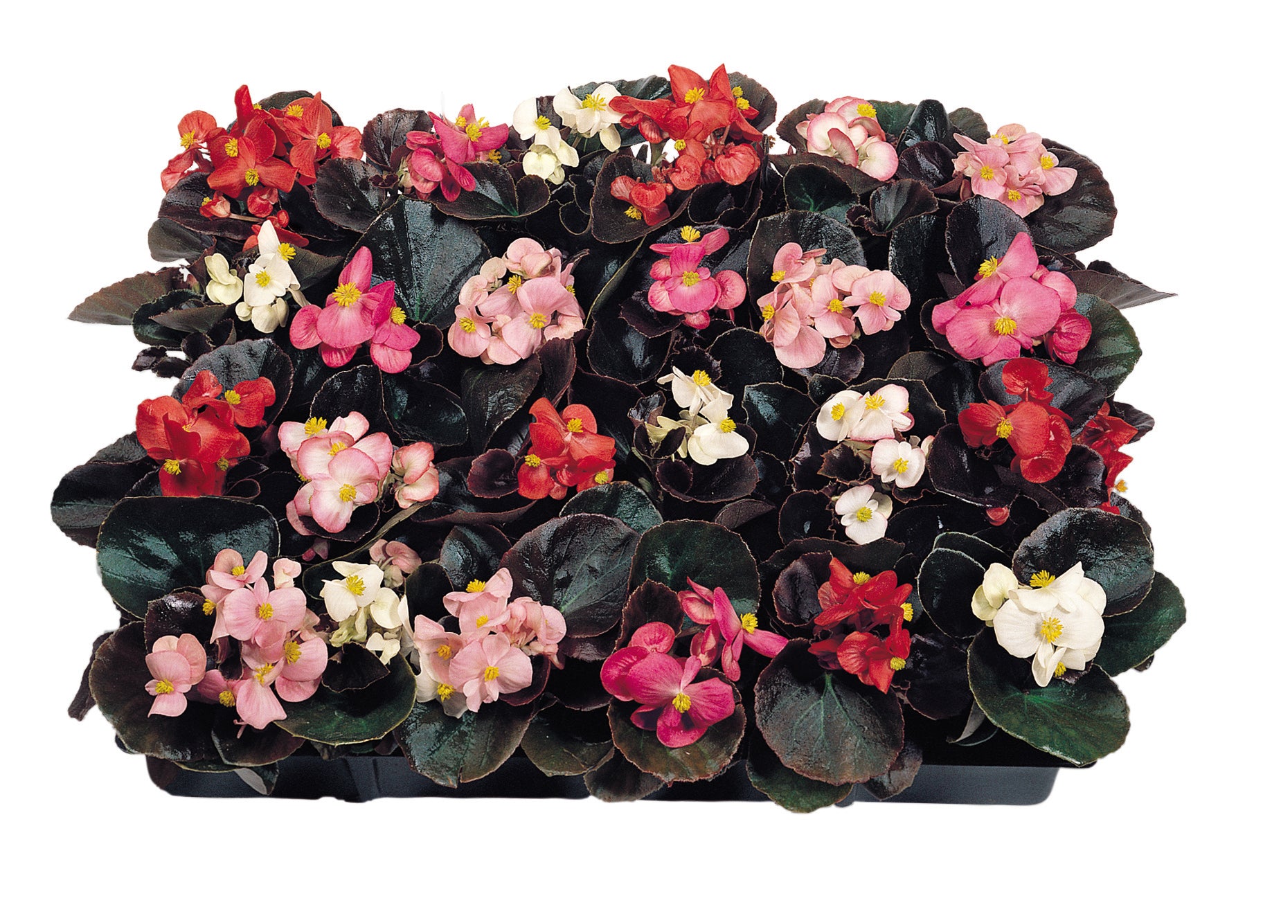 Begonia Cocktail Mix PLT – Vis Seed