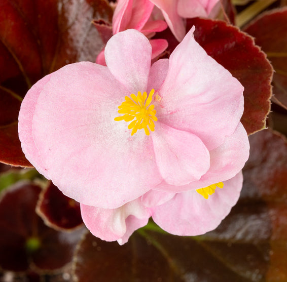 Begonia Senator iQ Pink PLT – Vis Seed