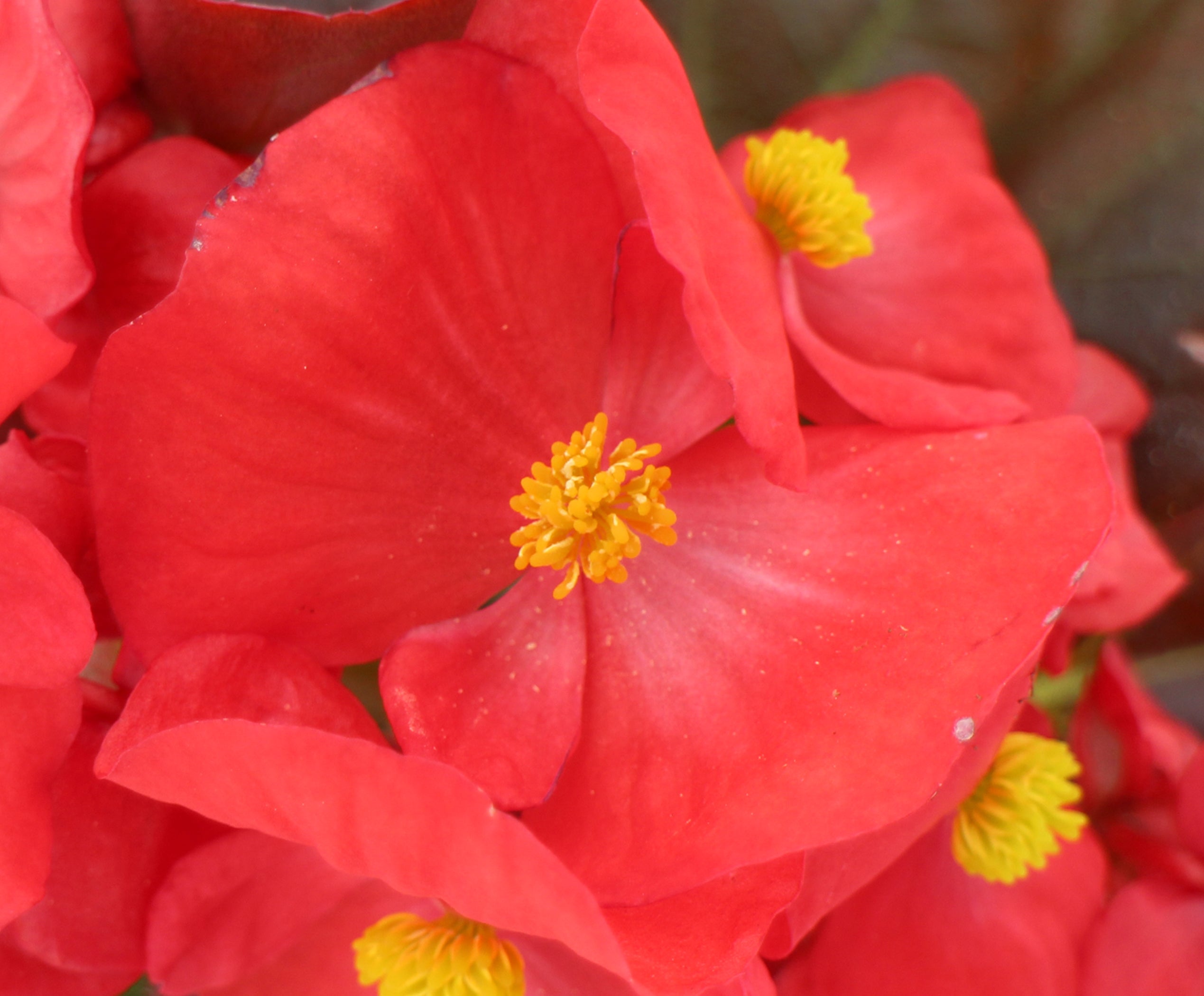 Begonia Senator iQ Scarlet PLT – Vis Seed