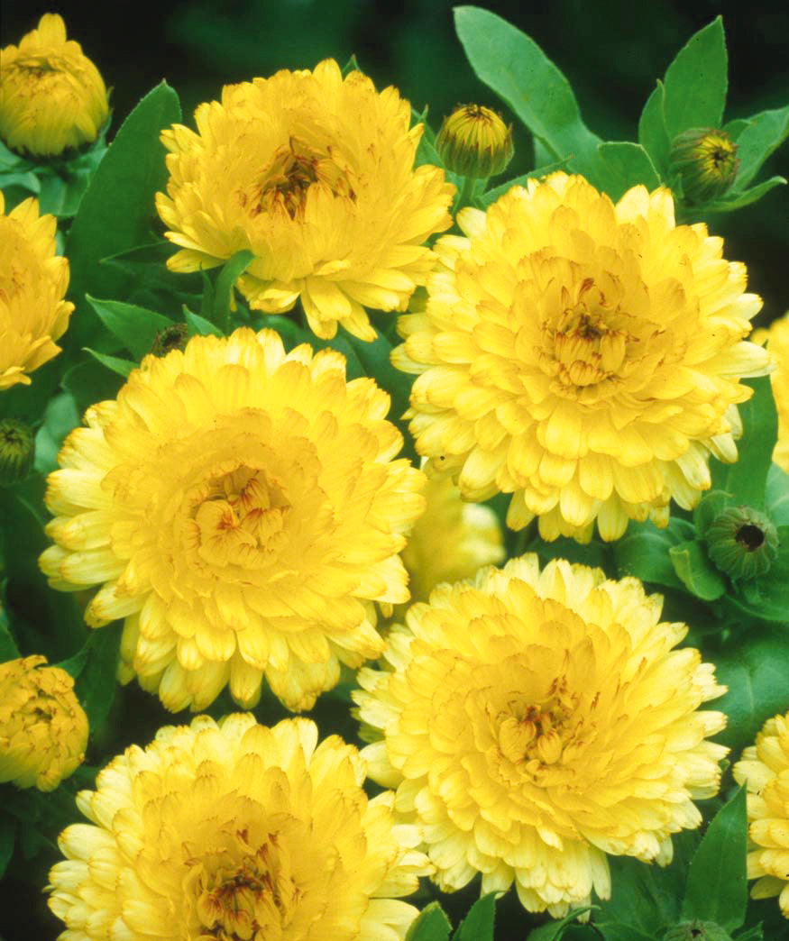 Calendula Bon Bon Light Yellow – Vis Seed