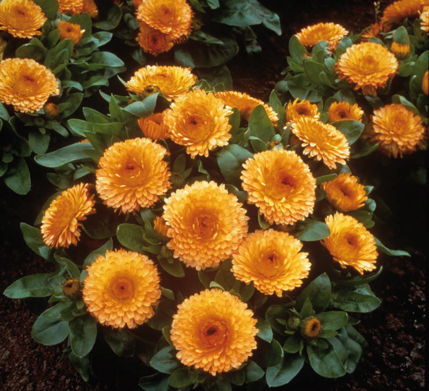 Calendula Bon Bon Apricot – Vis Seed