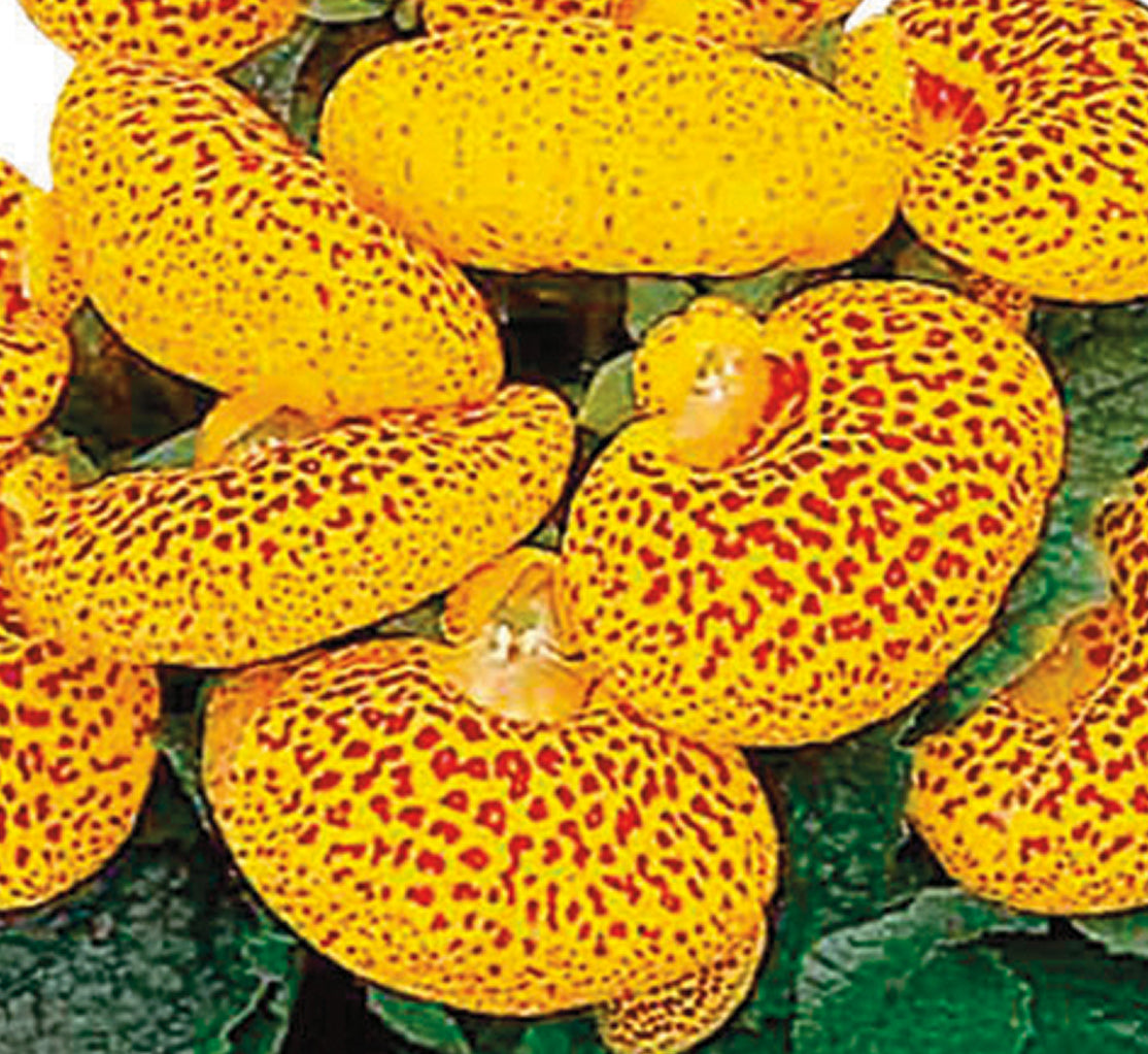 Calceolaria Dainty Yellow Spotted PLT – Vis Seed