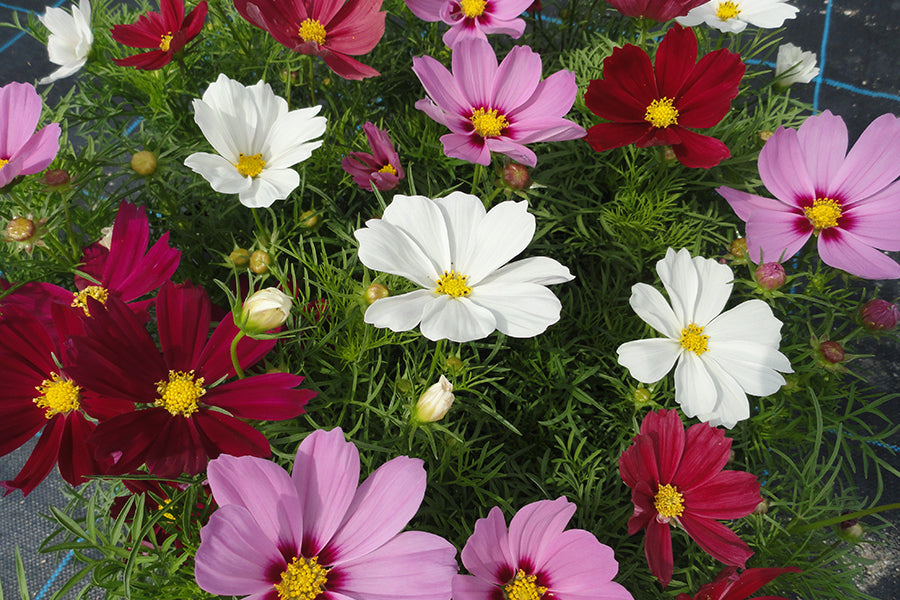 Cosmos Casanova Mixture – Vis Seed
