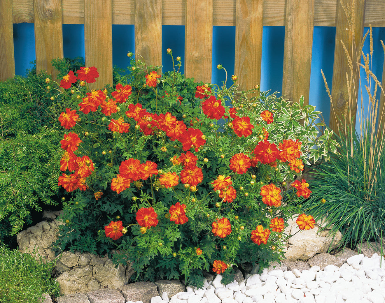 Cosmos Cosmic Red DTL. – Vis Seed