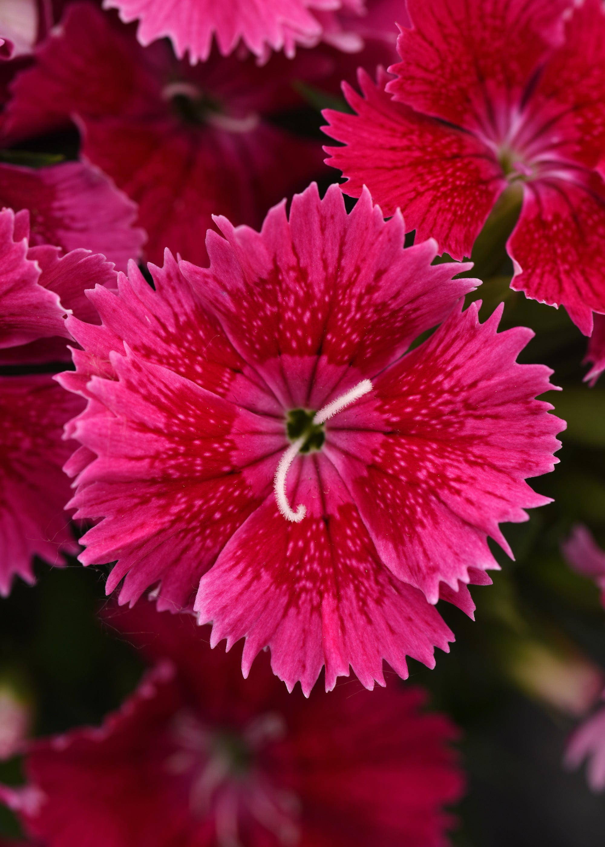 Dianthus Ideal Select Raspberry PLT – Vis Seed