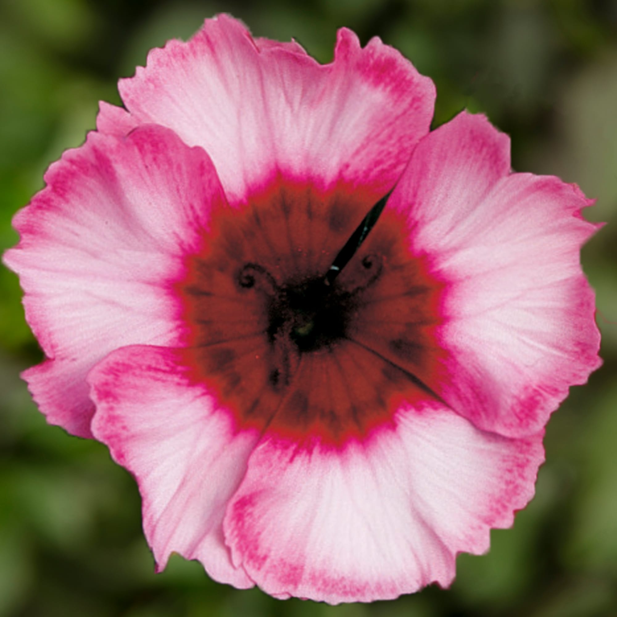 Dianthus Super Parfait Raspberry PLT – Vis Seed