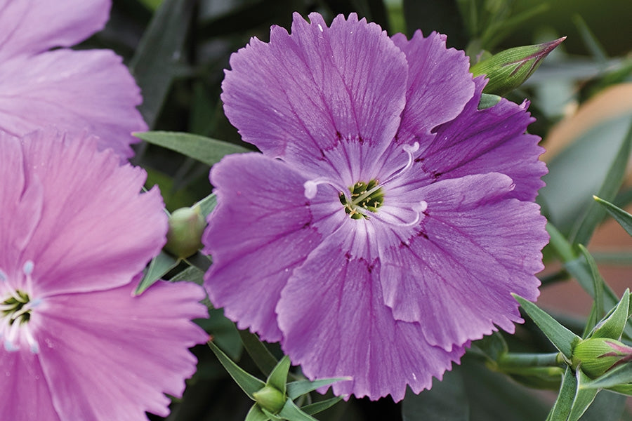 Dianthus Diana Blueberry – Vis Seed