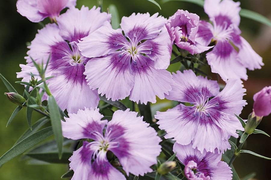 Dianthus Diana Lavender Picotee – Vis Seed