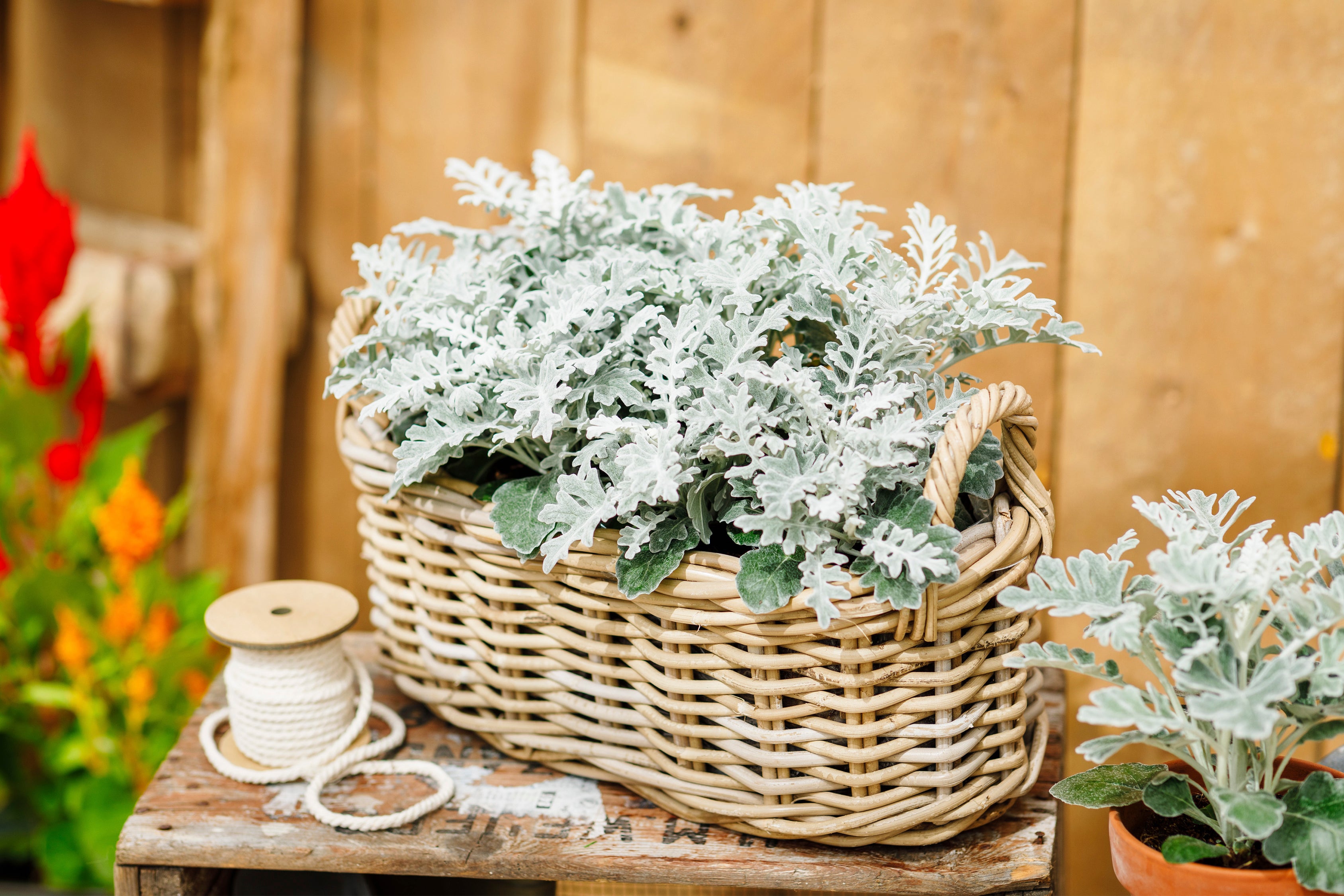 Dusty Miller Quicksilver PLT – Vis Seed