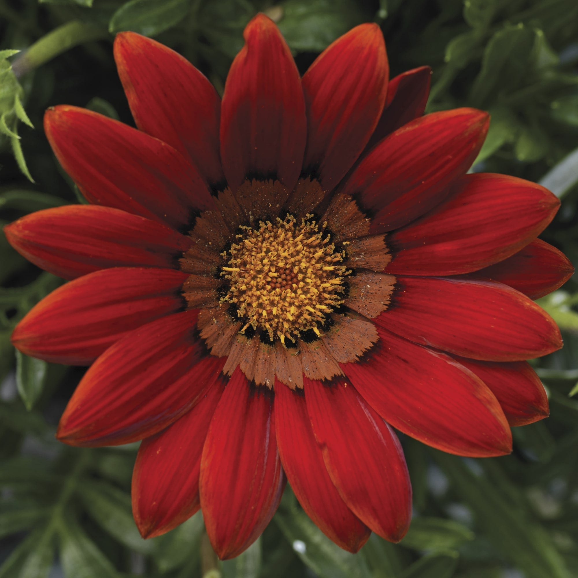 Gazania Big Kiss Red – Vis Seed