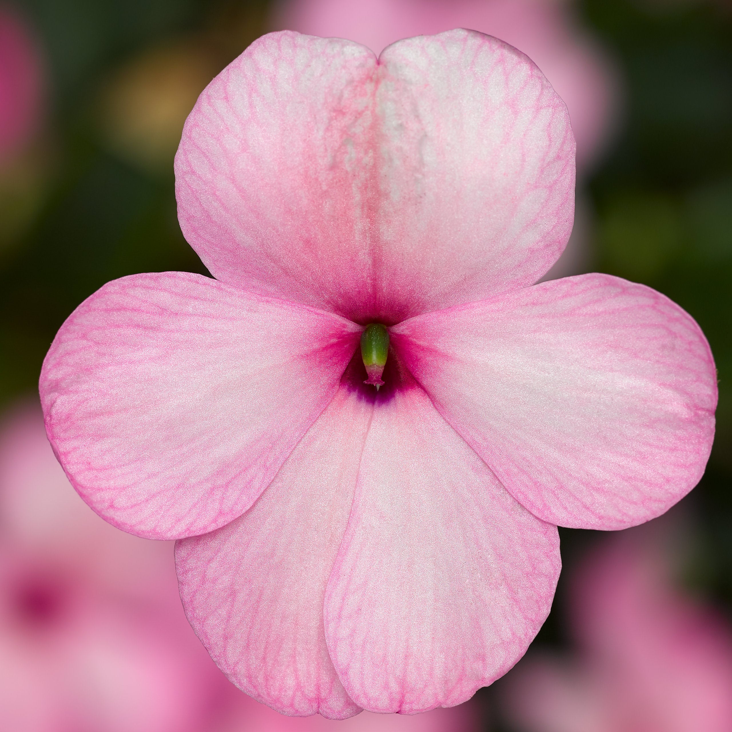 Impatiens Imara XDR Pink – Vis Seed