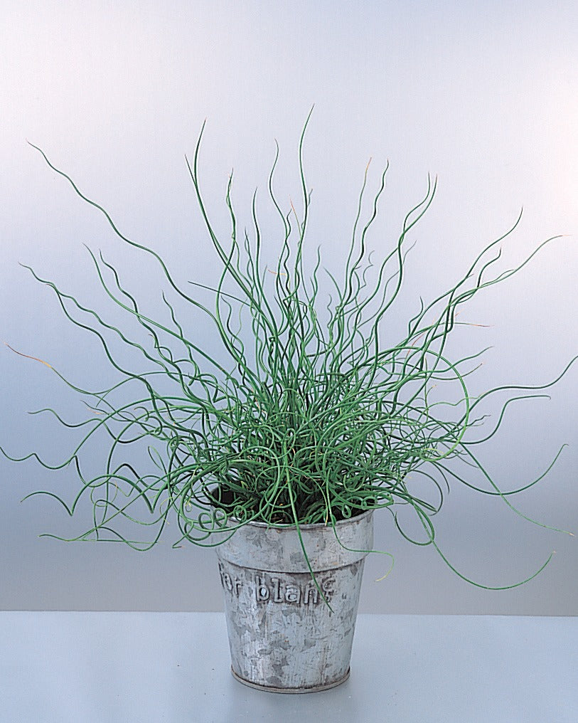 Juncus effusus spiralis PLT – Vis Seed