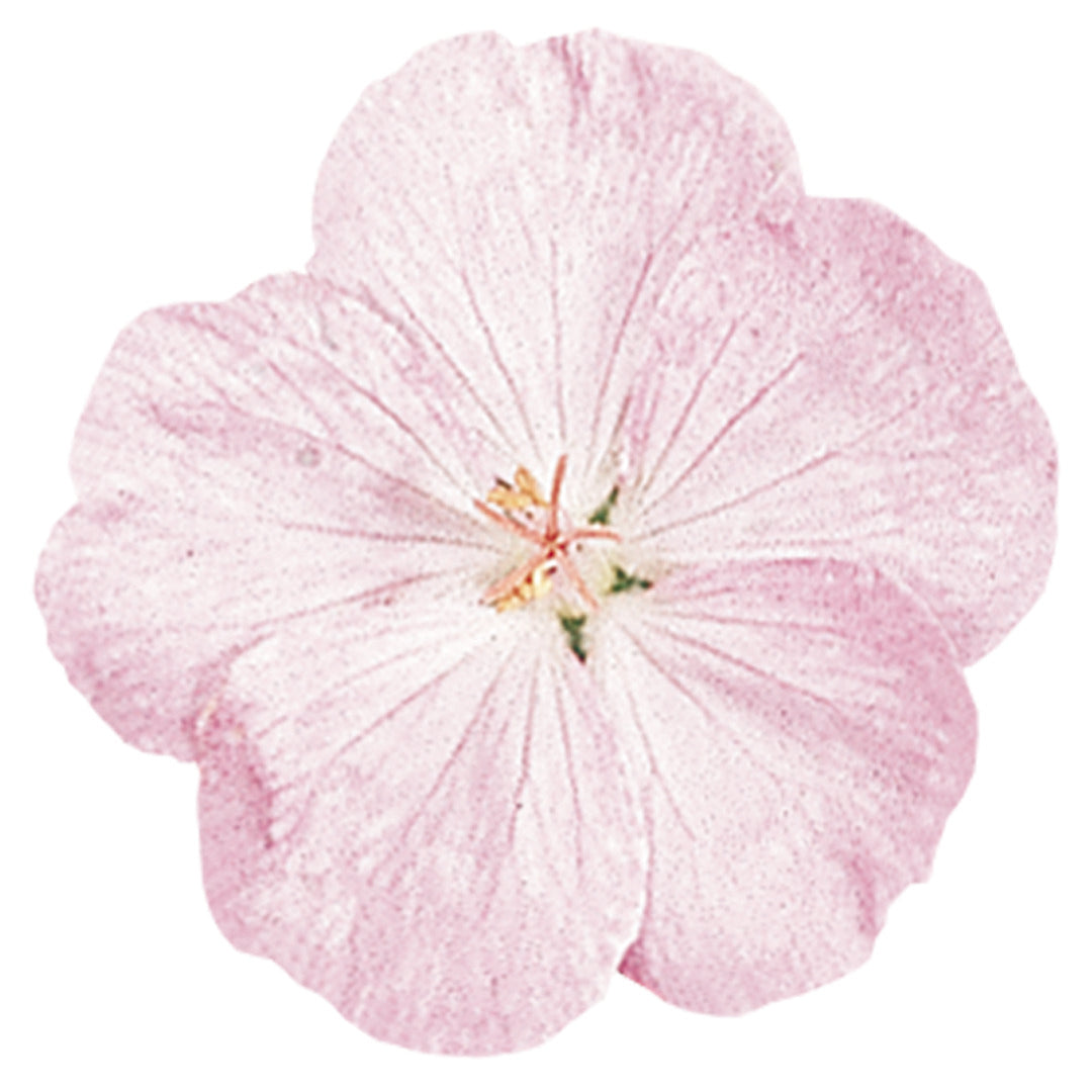 Geranium Vision Pink ApeX – Vis Seed