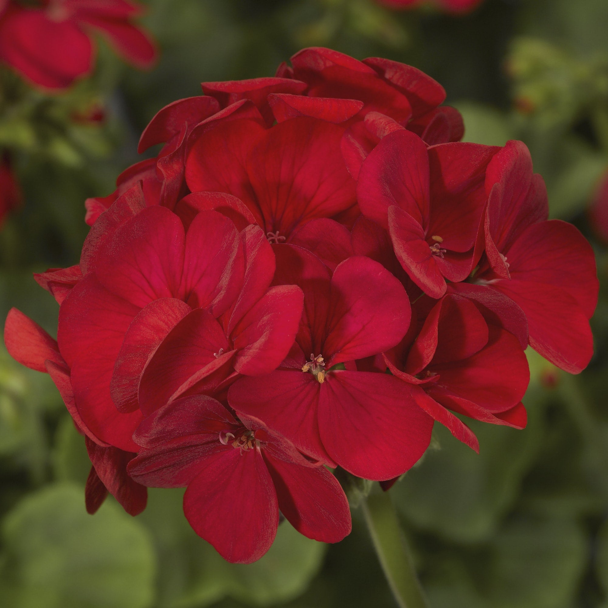 Geranium Multibloom Red – Vis Seed