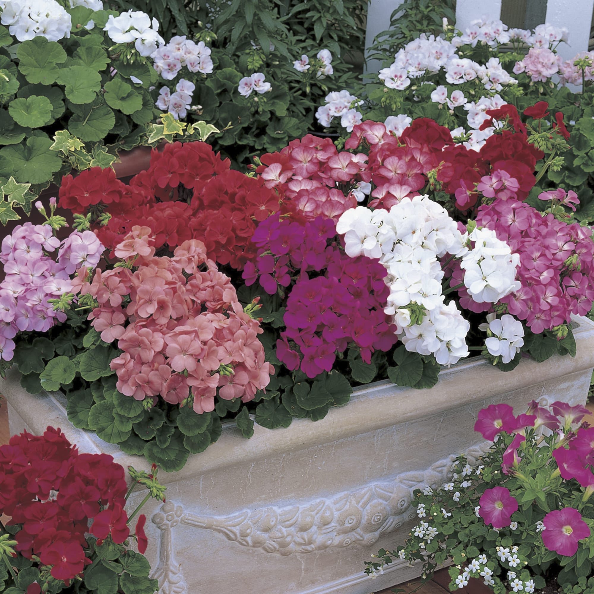 Geranium Multibloom Mixture – Vis Seed