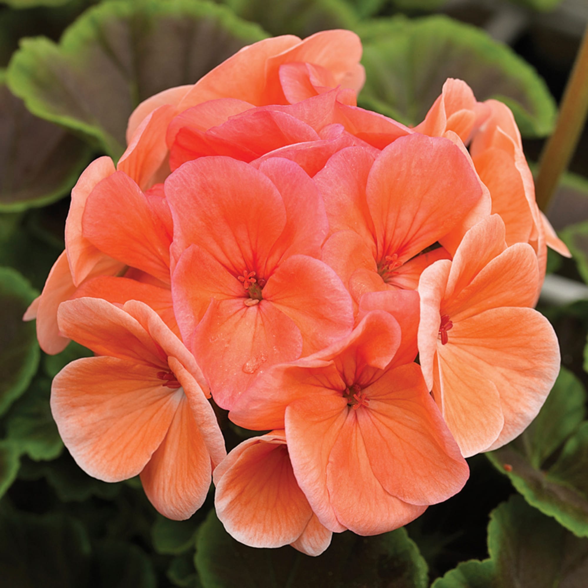 Geranium BullsEye Salmon – Vis Seed