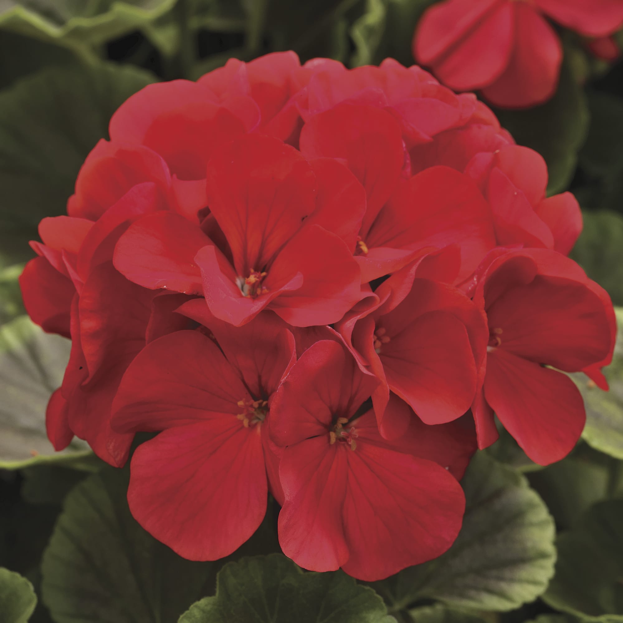 Geranium BullsEye Red – Vis Seed