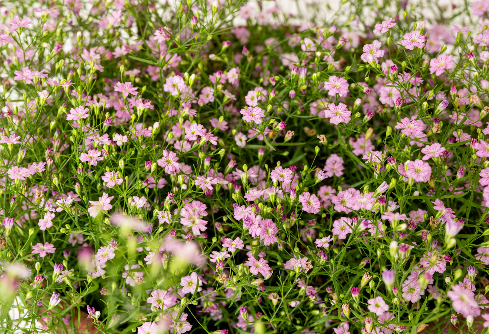 Gypsophila Gypsy Pink PLT – Vis Seed