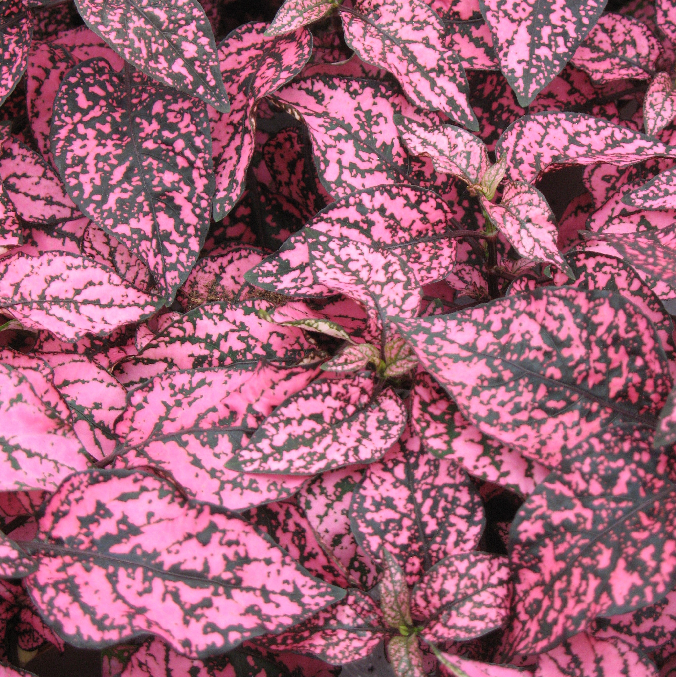 Hypoestes Confetti Compact Rose – Vis Seed