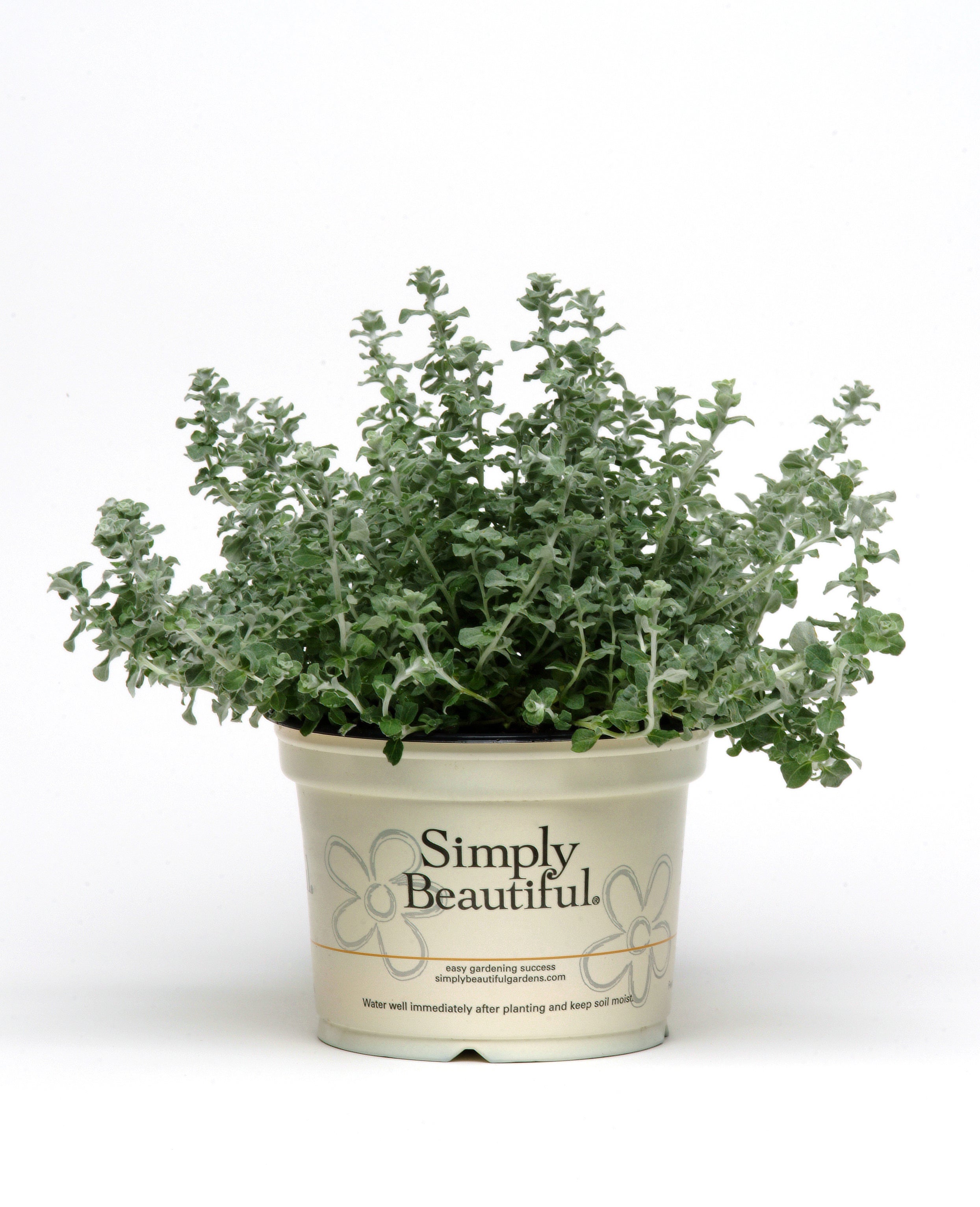 Helichrysum Silver Mist – Vis Seed