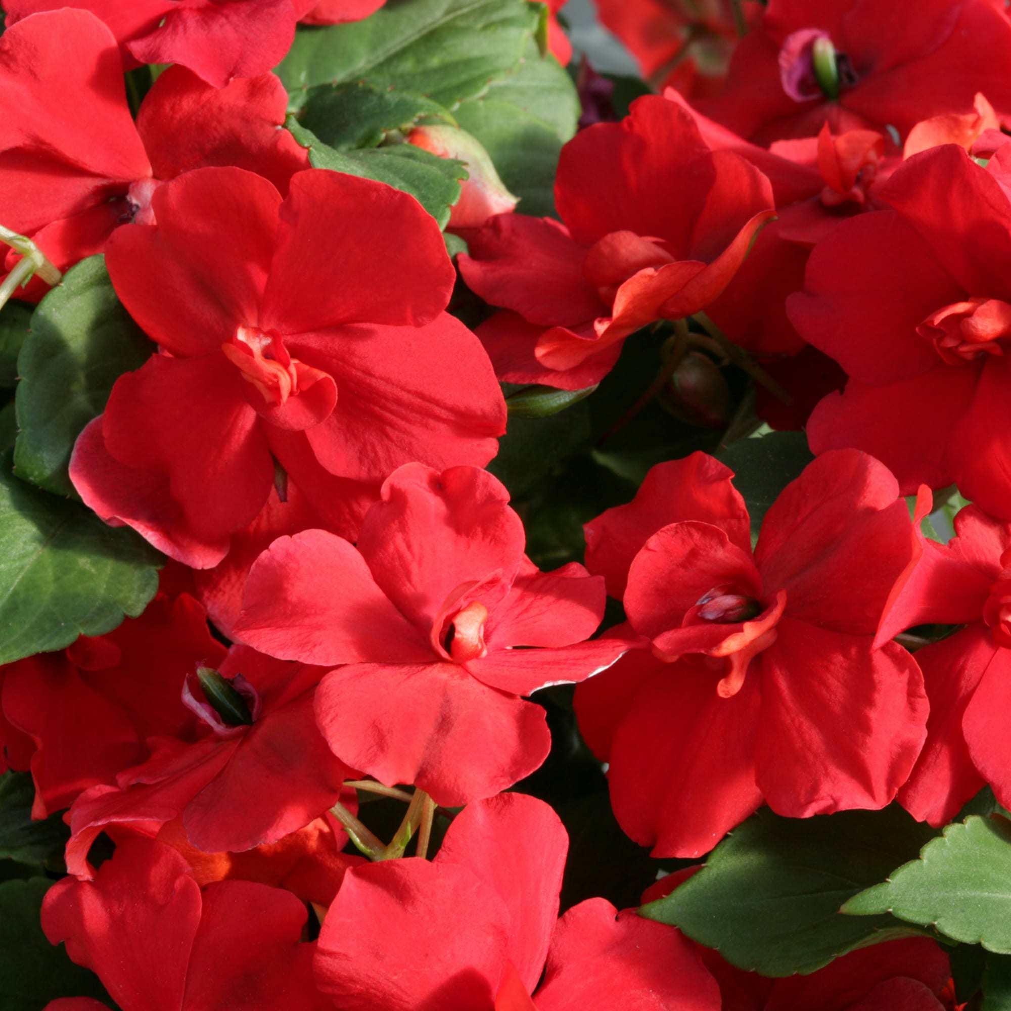 Impatiens Athena Red – Vis Seed